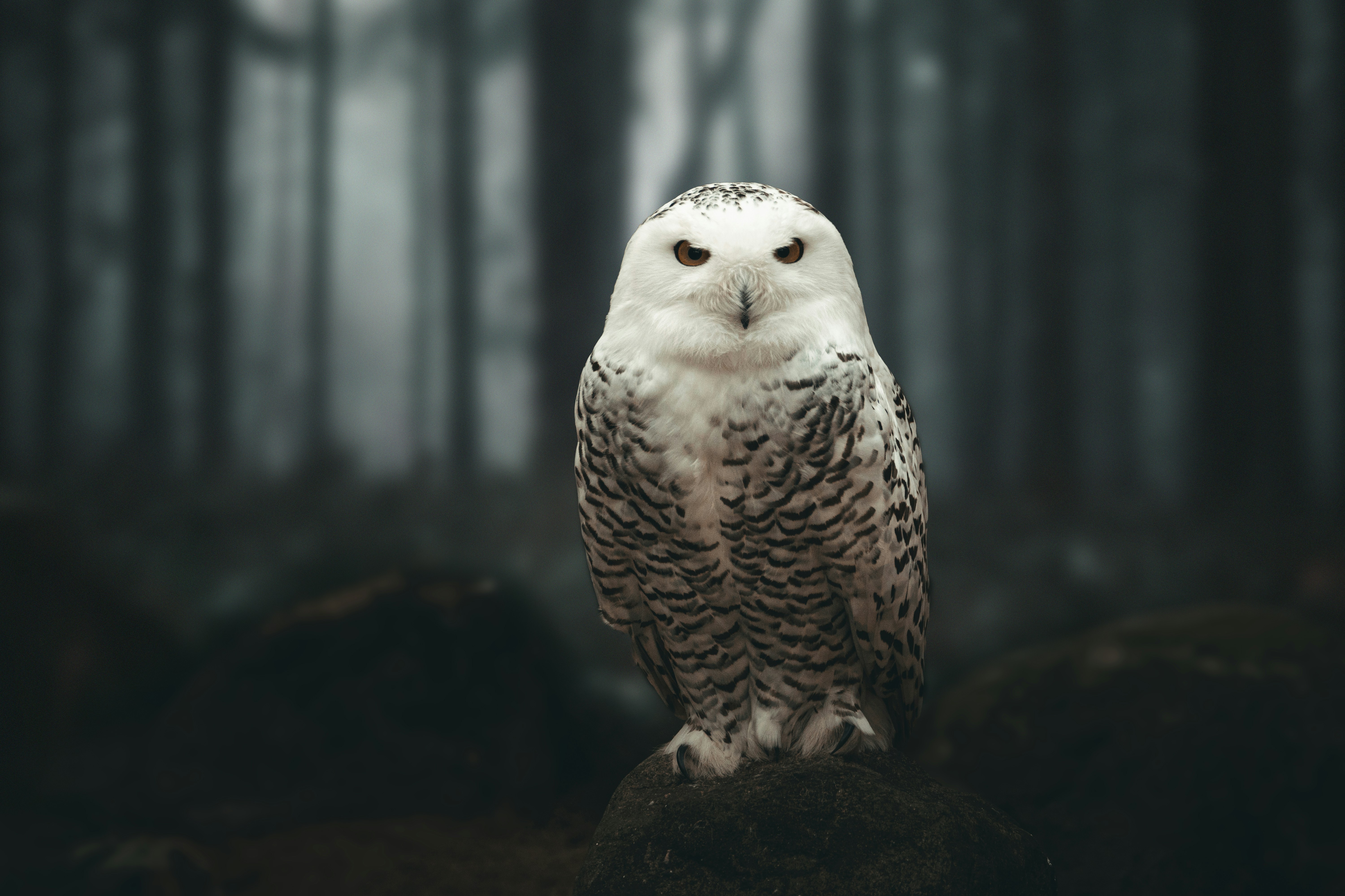 Snowy owl perched on a rock amidst a foggy forest backdrop, exuding an air of quiet vigilance.