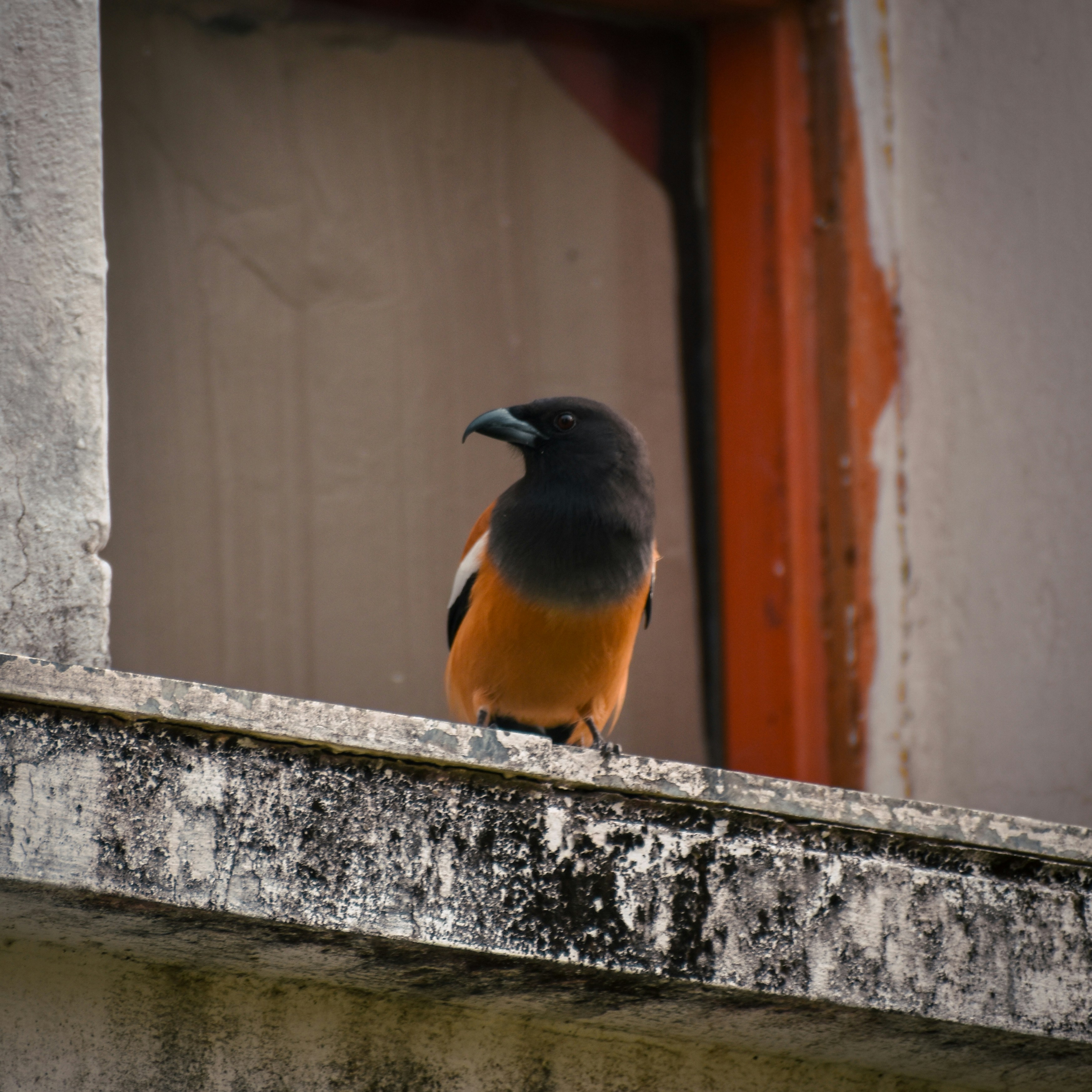 a bird sitting on a ledge of a building