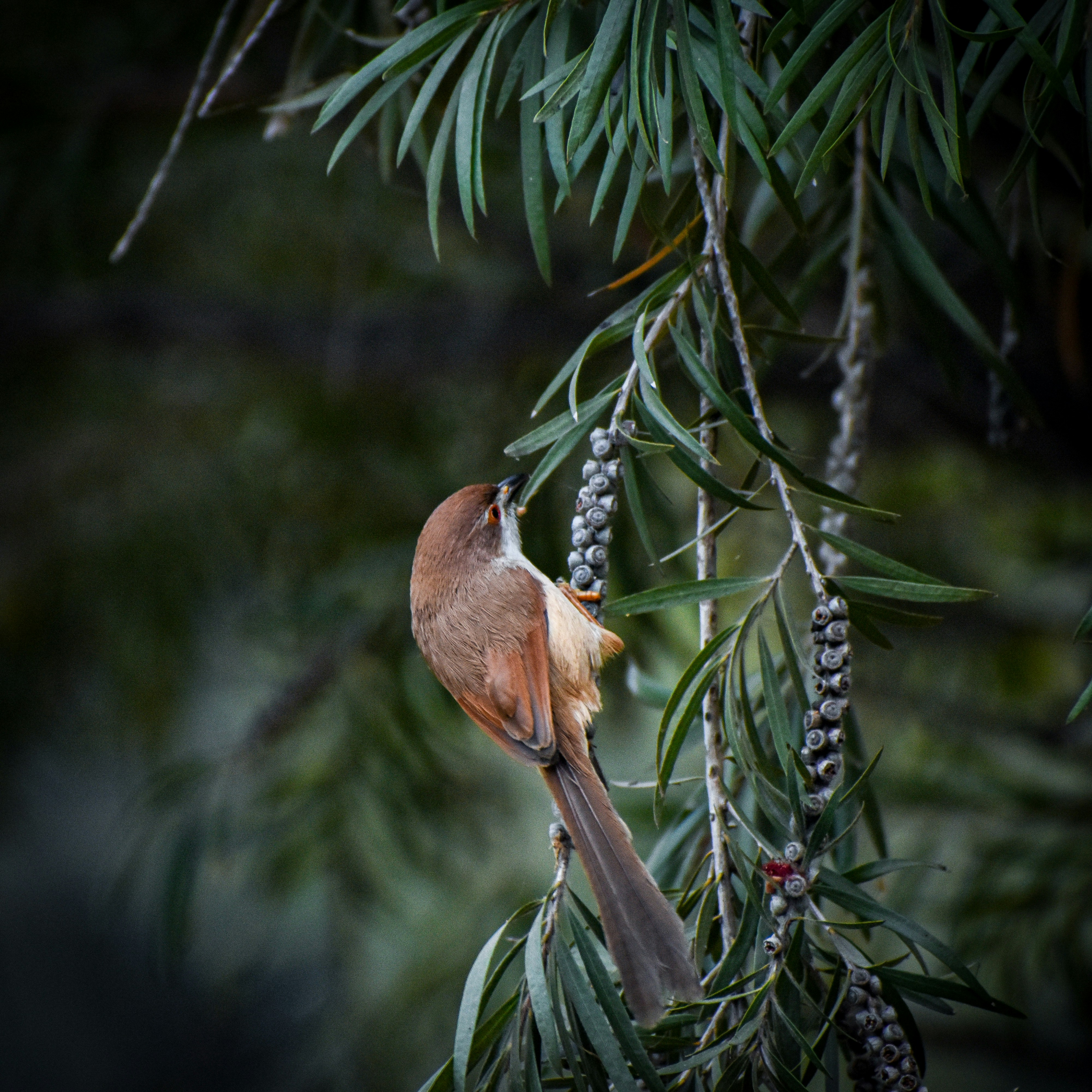 Tiny Brown Warbler Clings to Olive Branch Beneath Dangling Berries