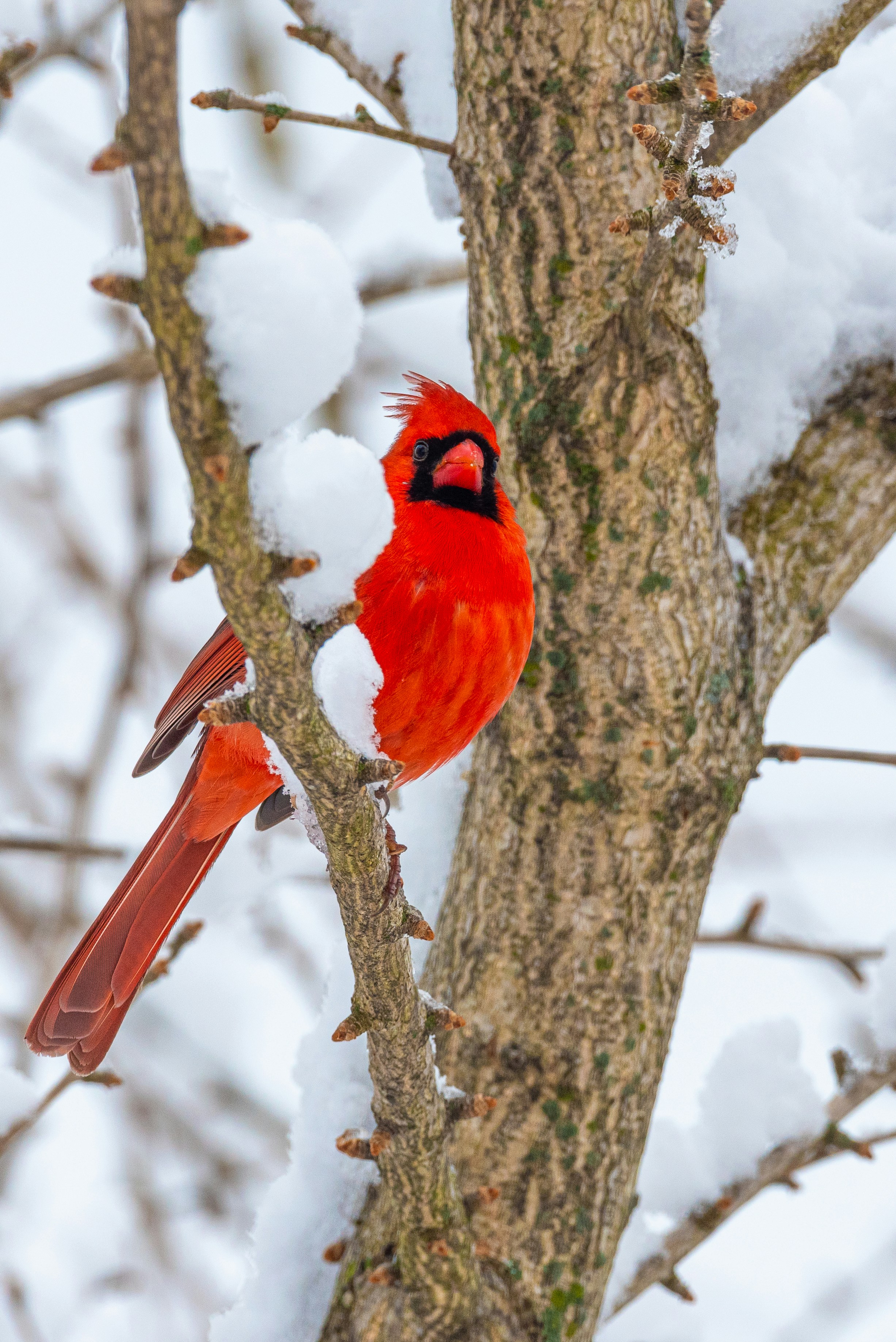 Bright red male cardinal bird perched in a Ginkgo tree after a snow storm
