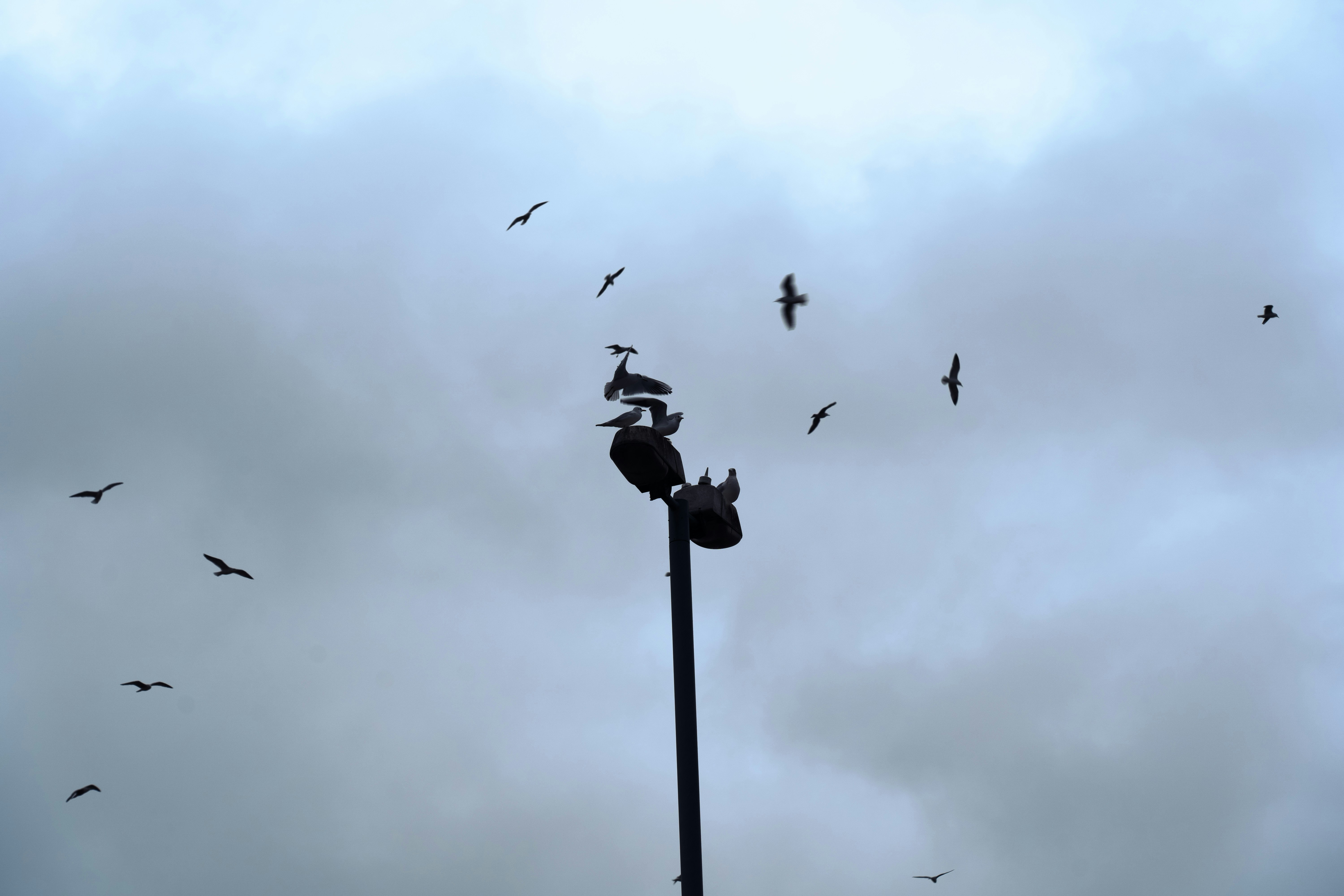 Birds perched on a tall lamppost with others flying against a cloudy sky.