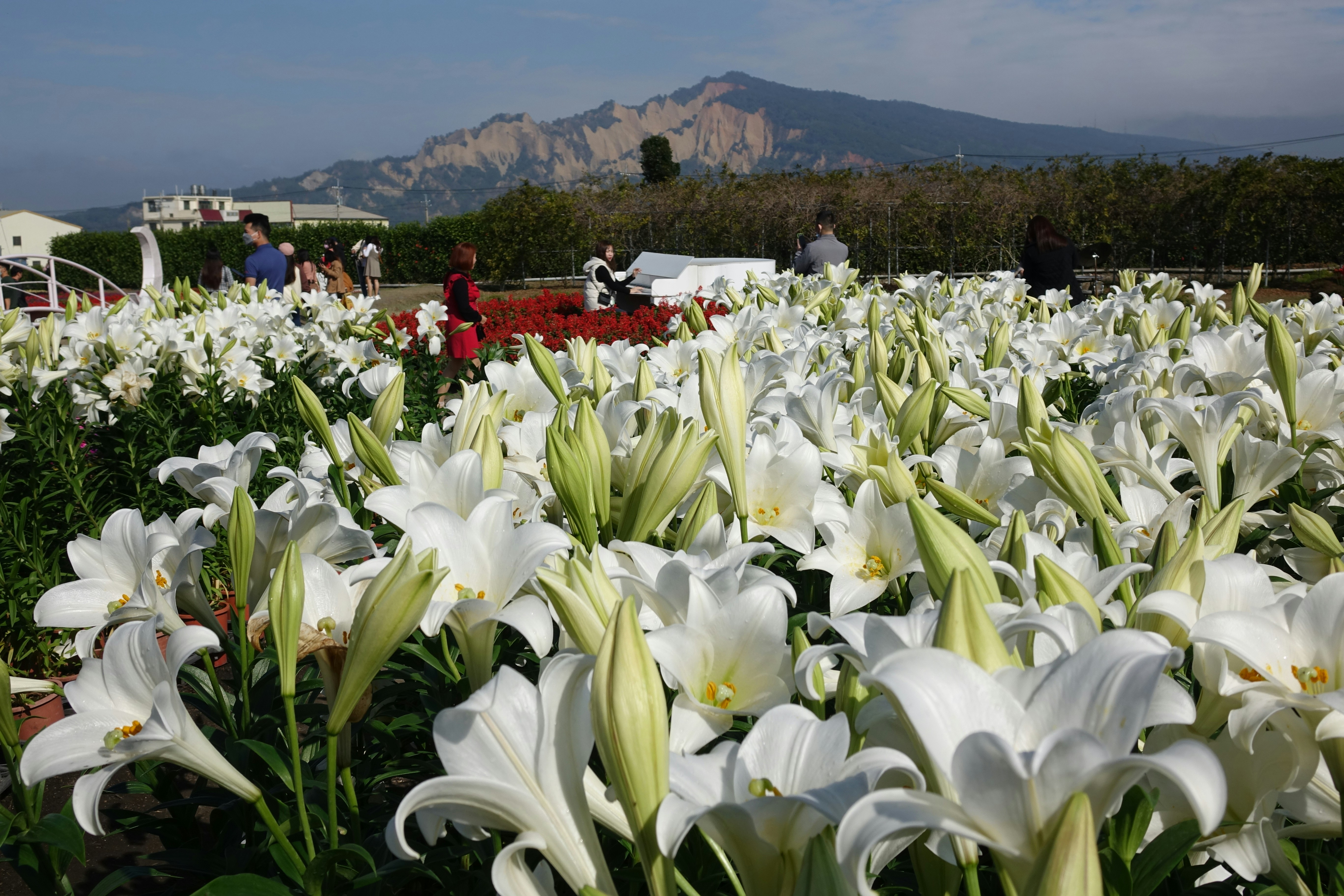 Whispering White Lilies Under a Mountain Vista