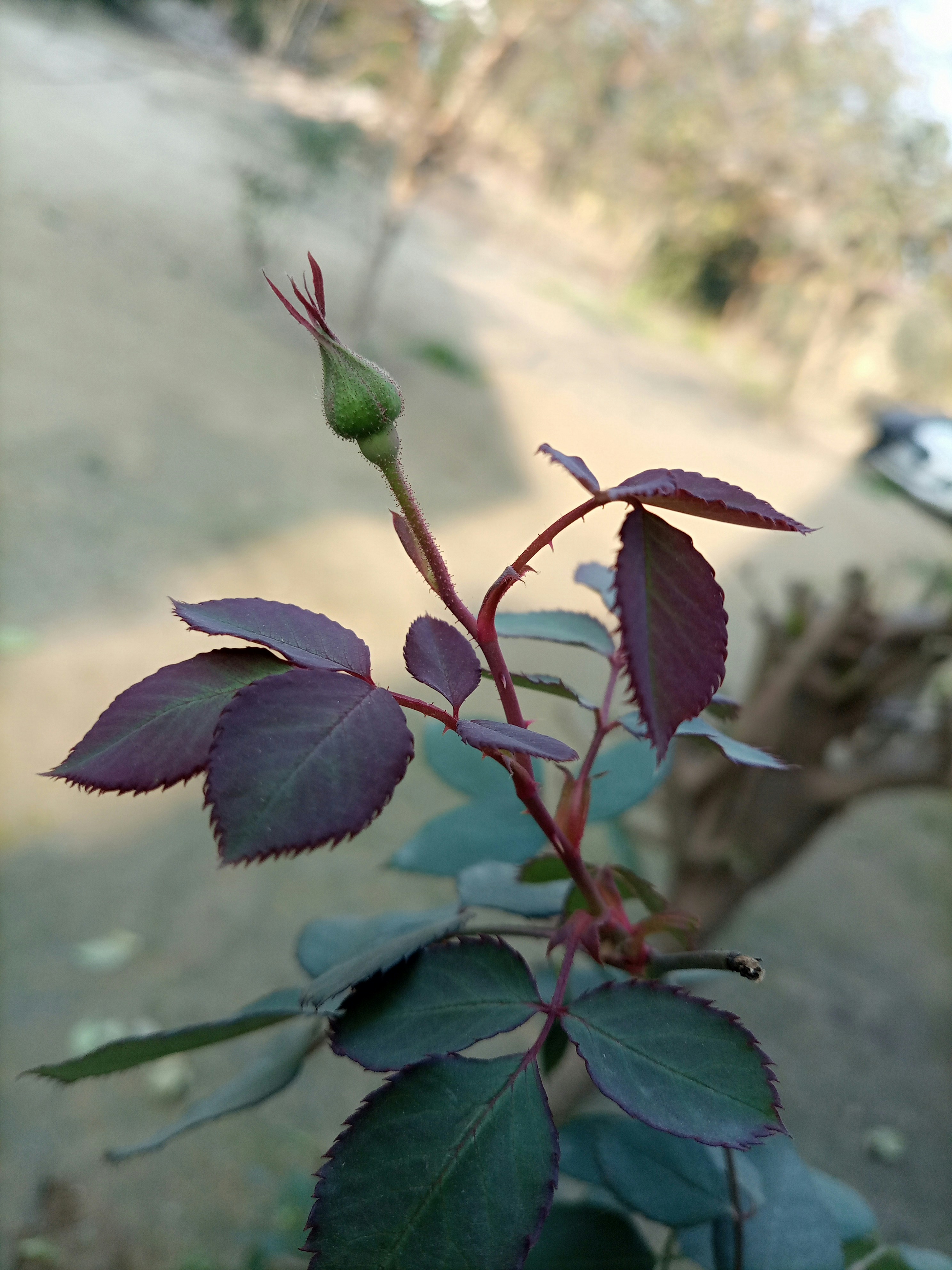 a close up of a plant with a blurry background