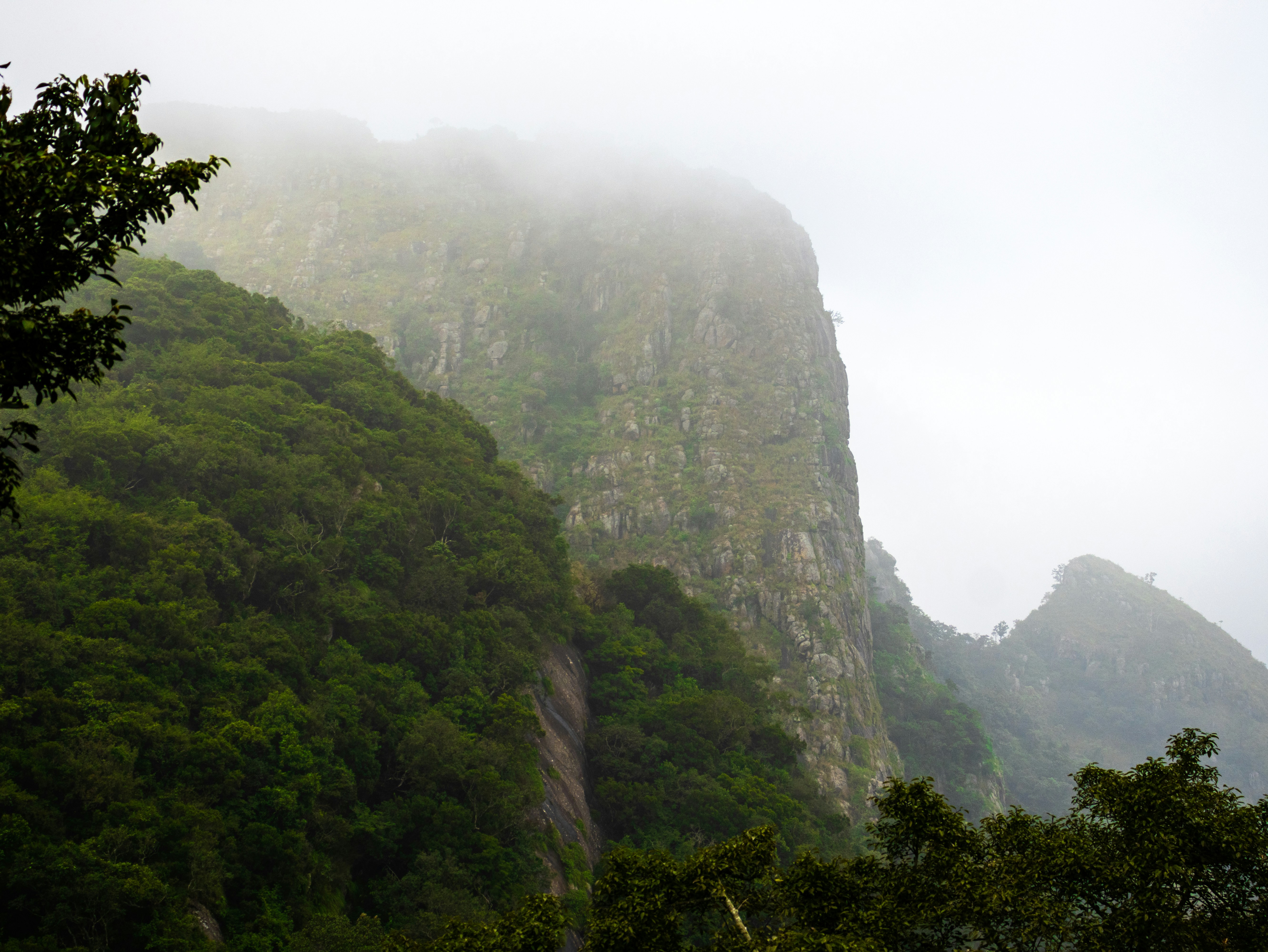 A very tall mountain covered in fog and trees photo – Free Tamil nadu ...