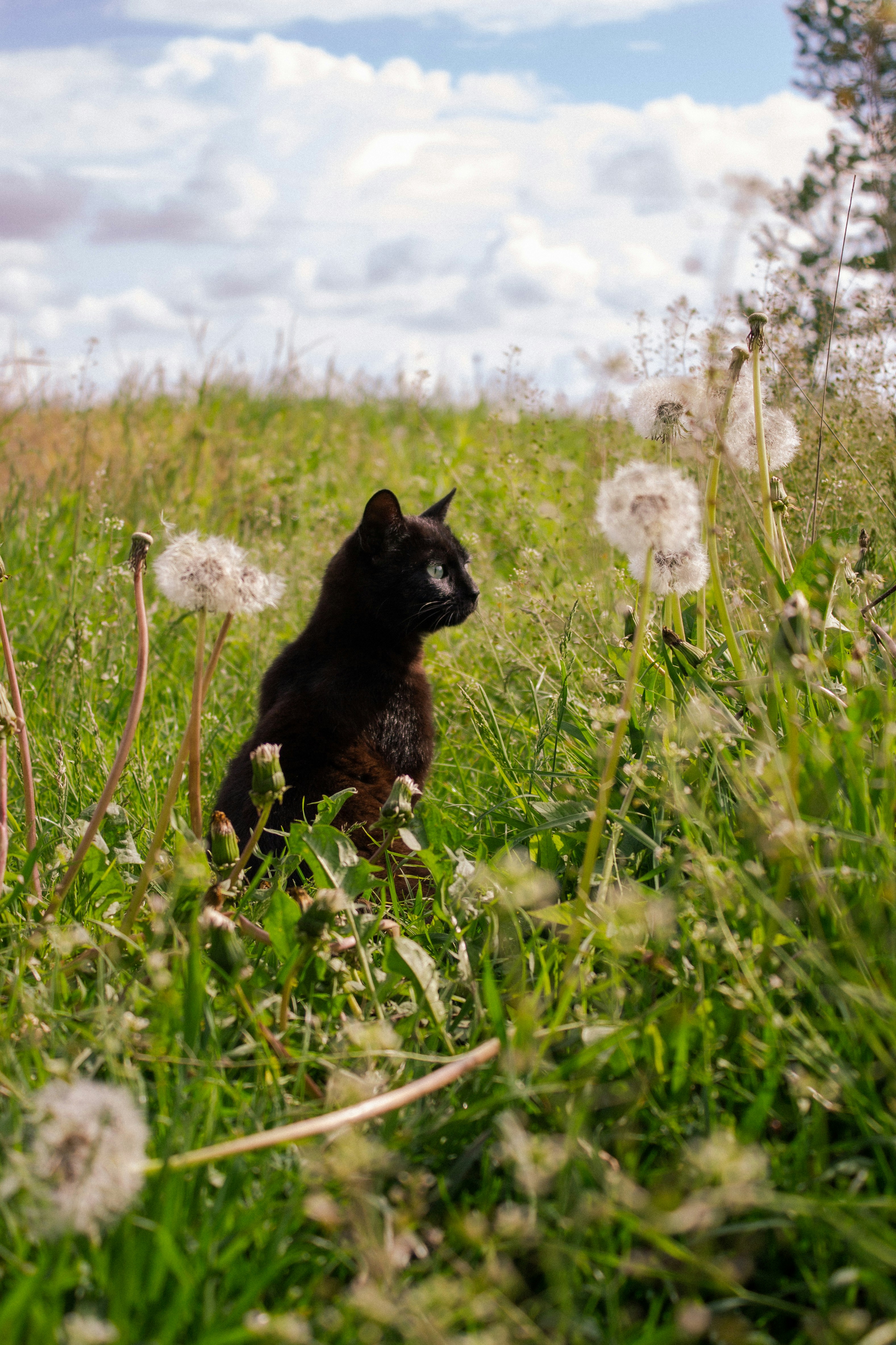 a black cat sitting in a field with dandelions