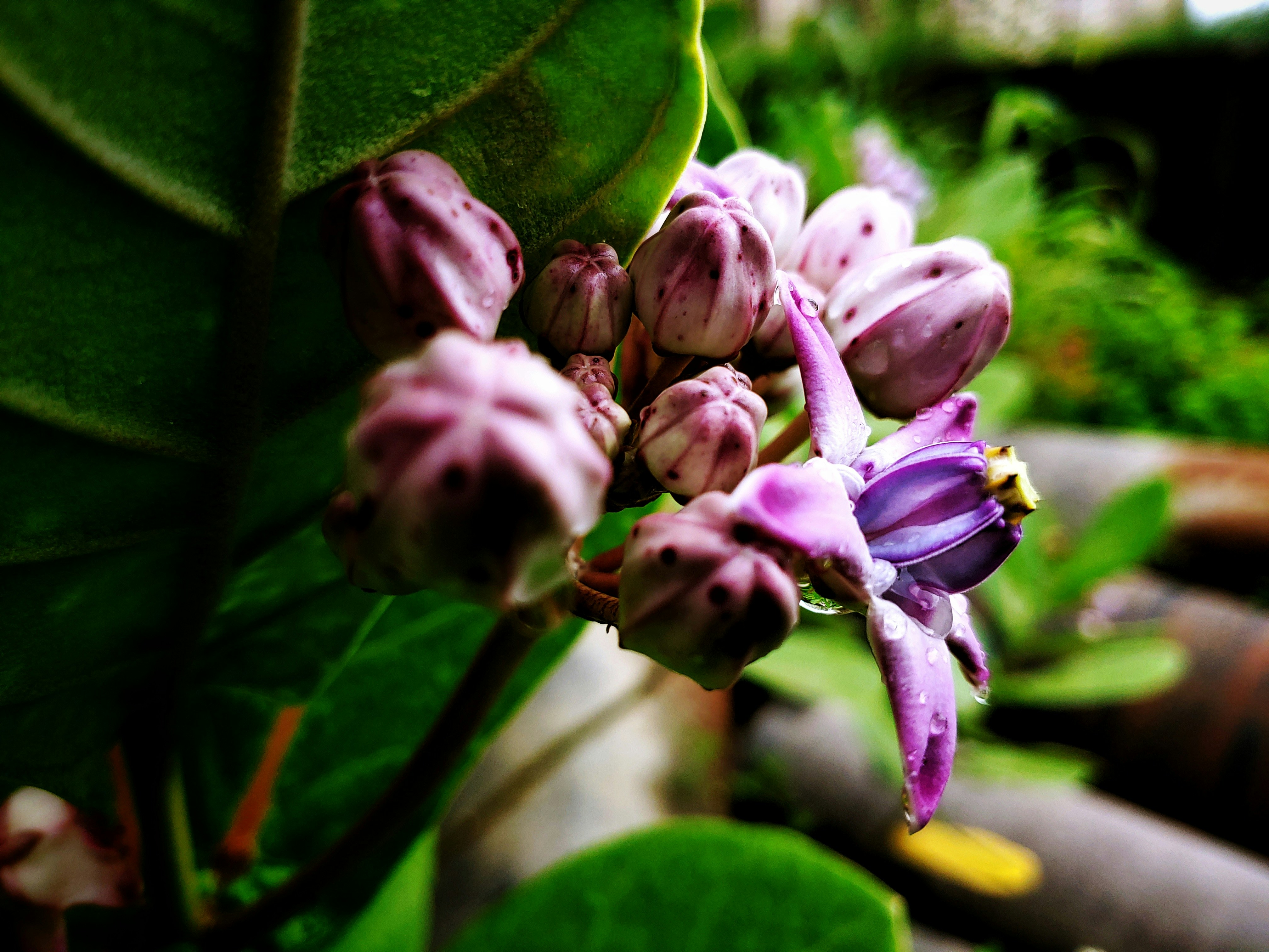 Macro photograph of purple flower buds clustered among dark green leaves, revealing texture and color depth. The close-up emphasizes the budding bloom as the focal point.
