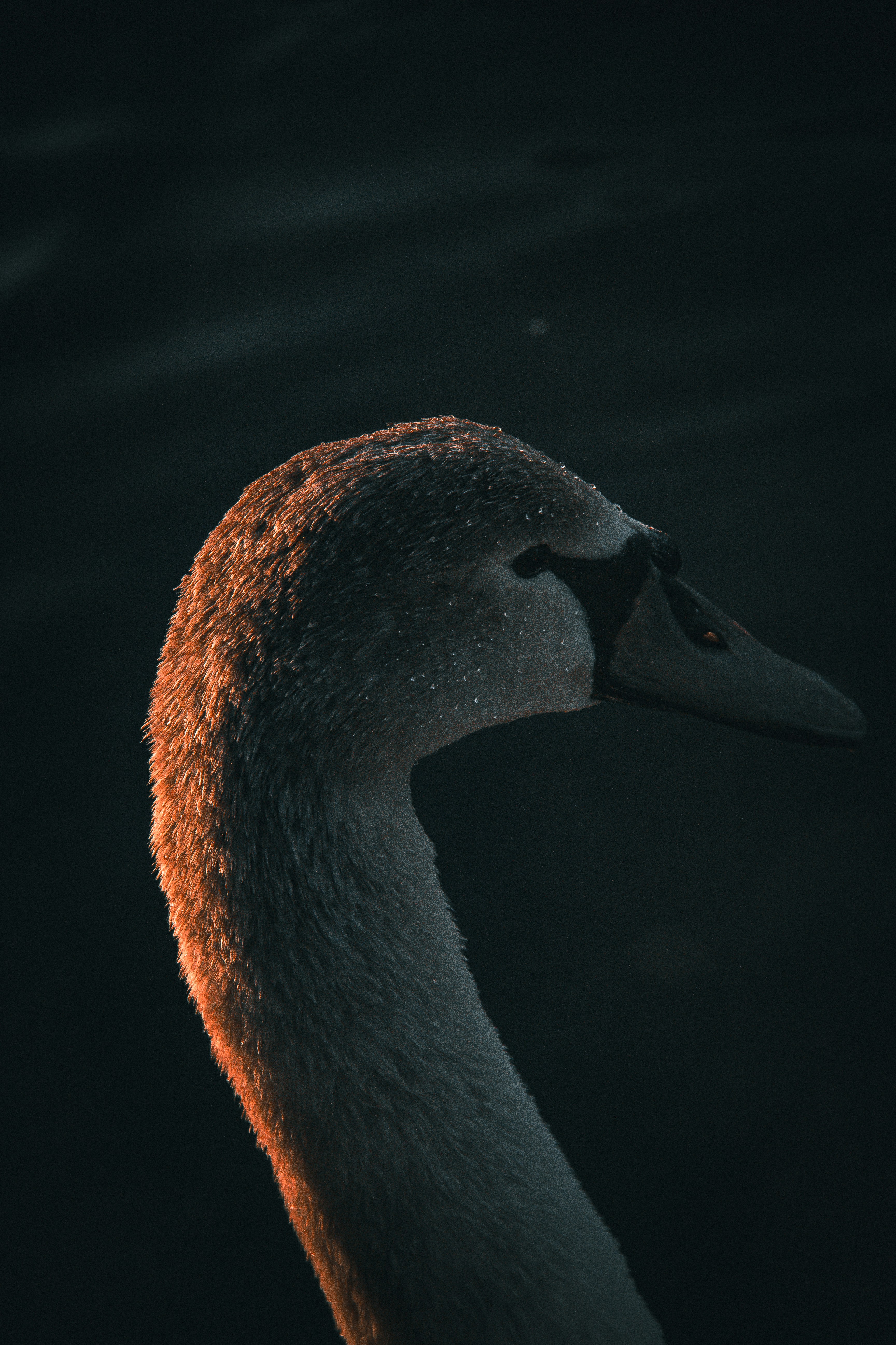 a close up of a duck's head in the dark