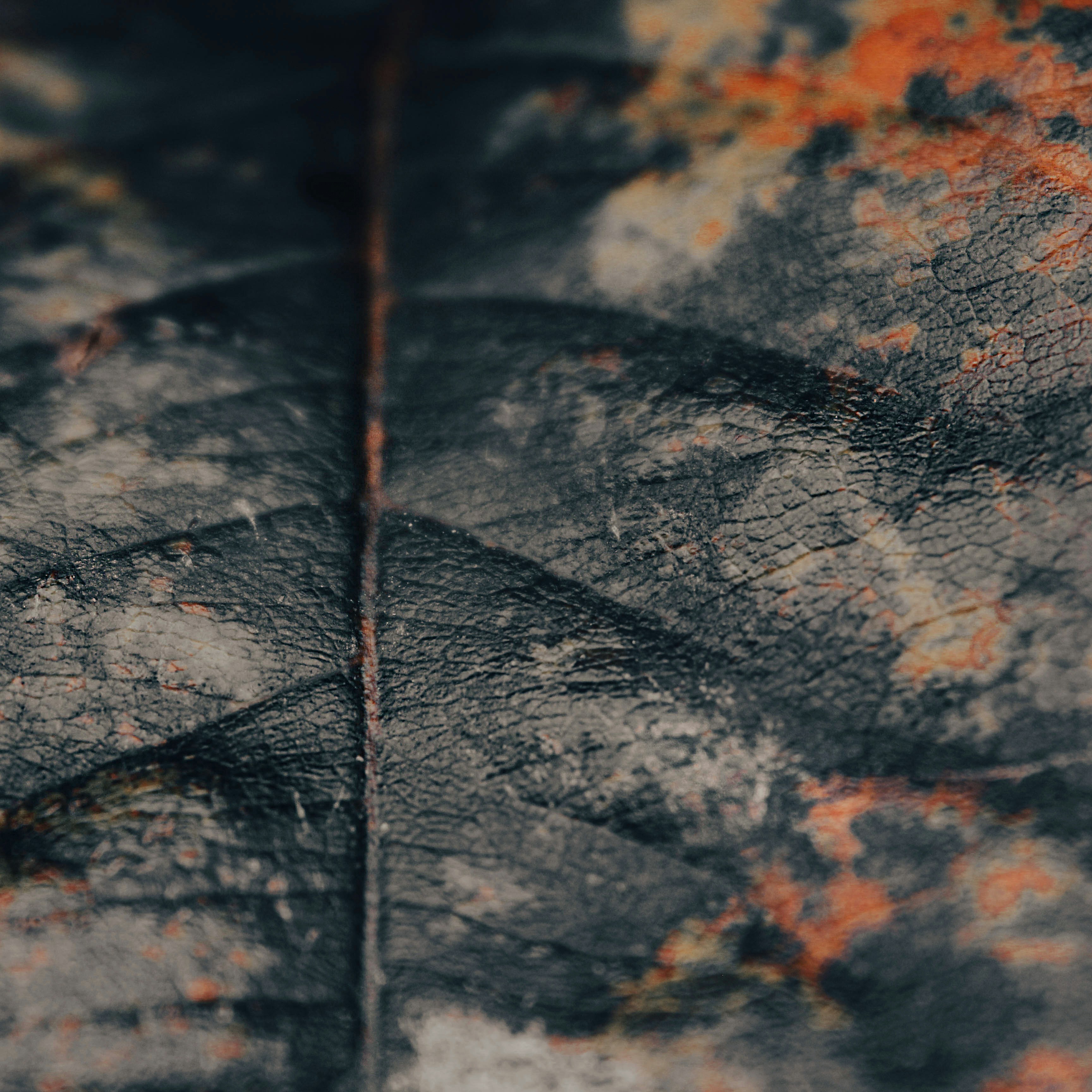 A close up of a leaf with rust on it photo – Free Leaf Image on Unsplash