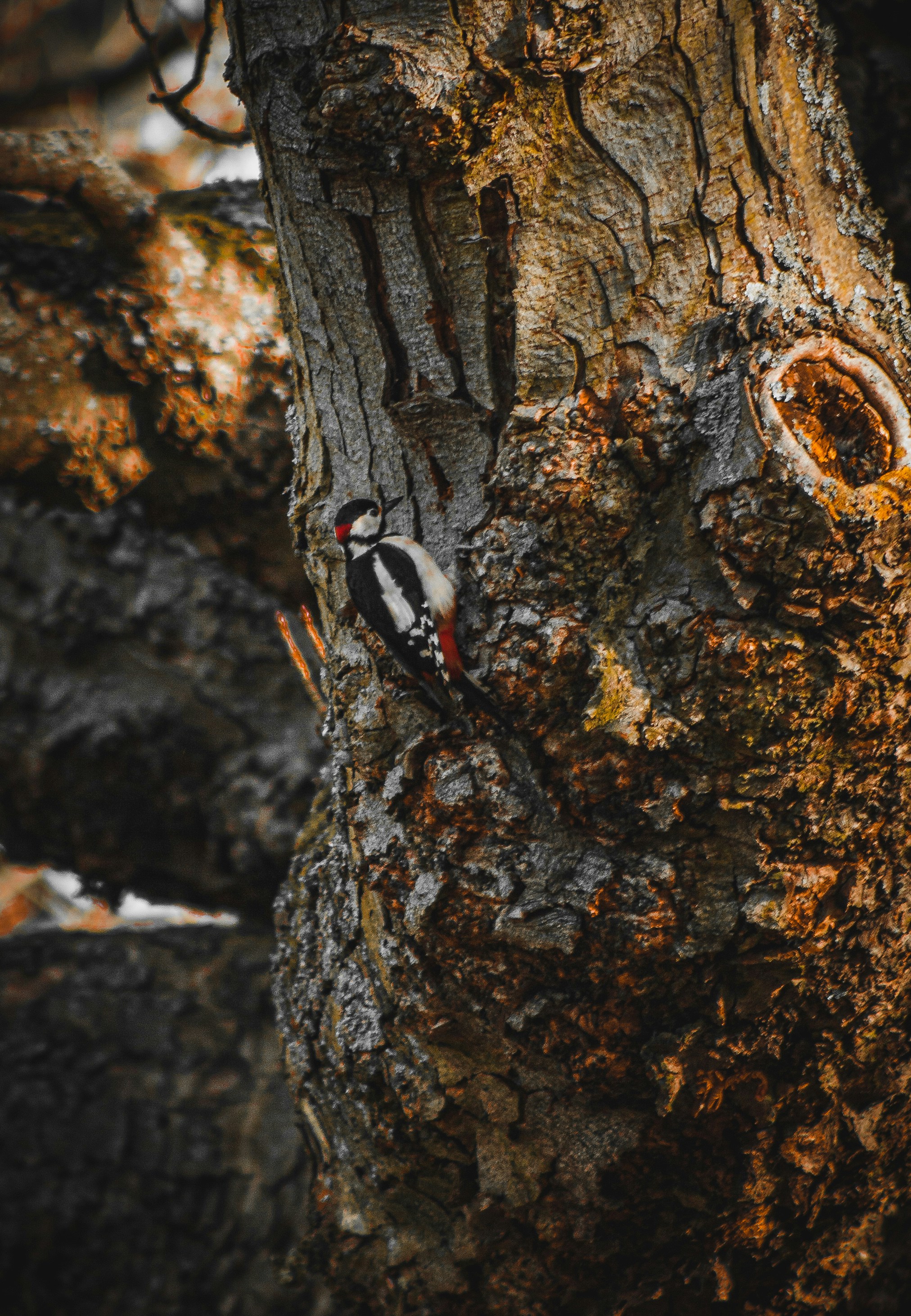 Crimson Crown on Weathered Bark: A Woodpecker's Quiet Moment