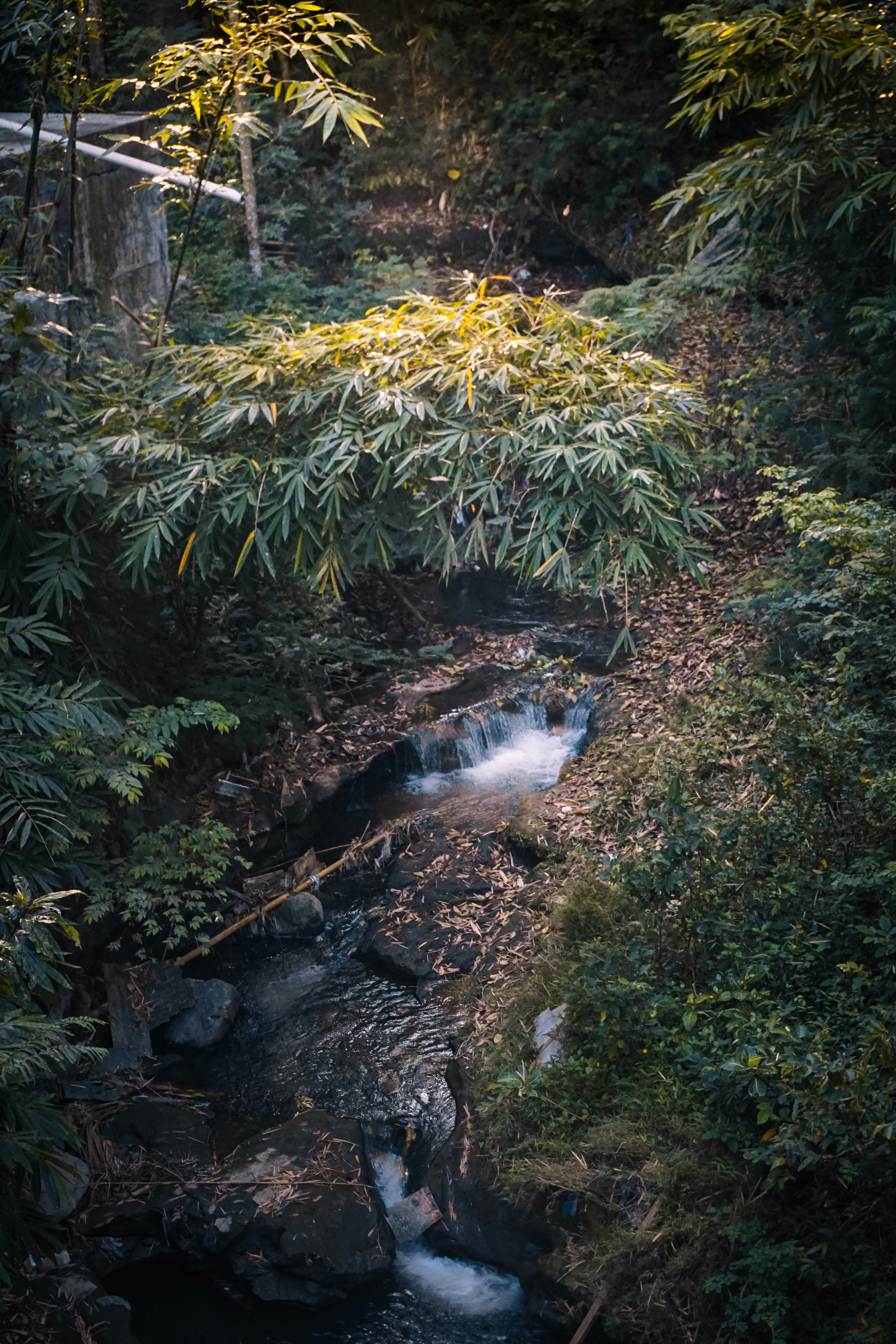 Moss-Draped Stream: a Quiet Forest Cascade in Dappled Light