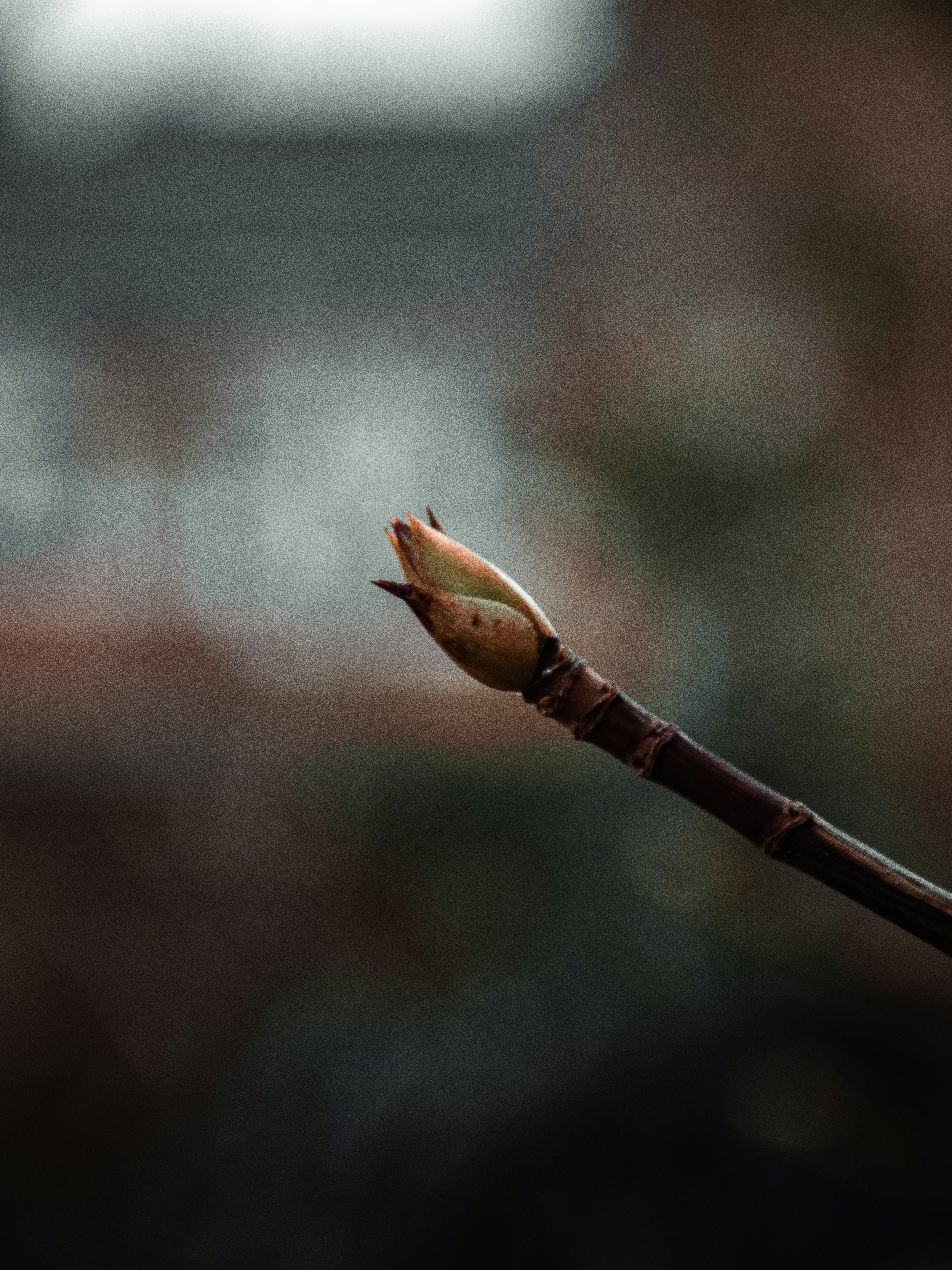 Bud of Promise: a single shoot against a softened winter backdrop
