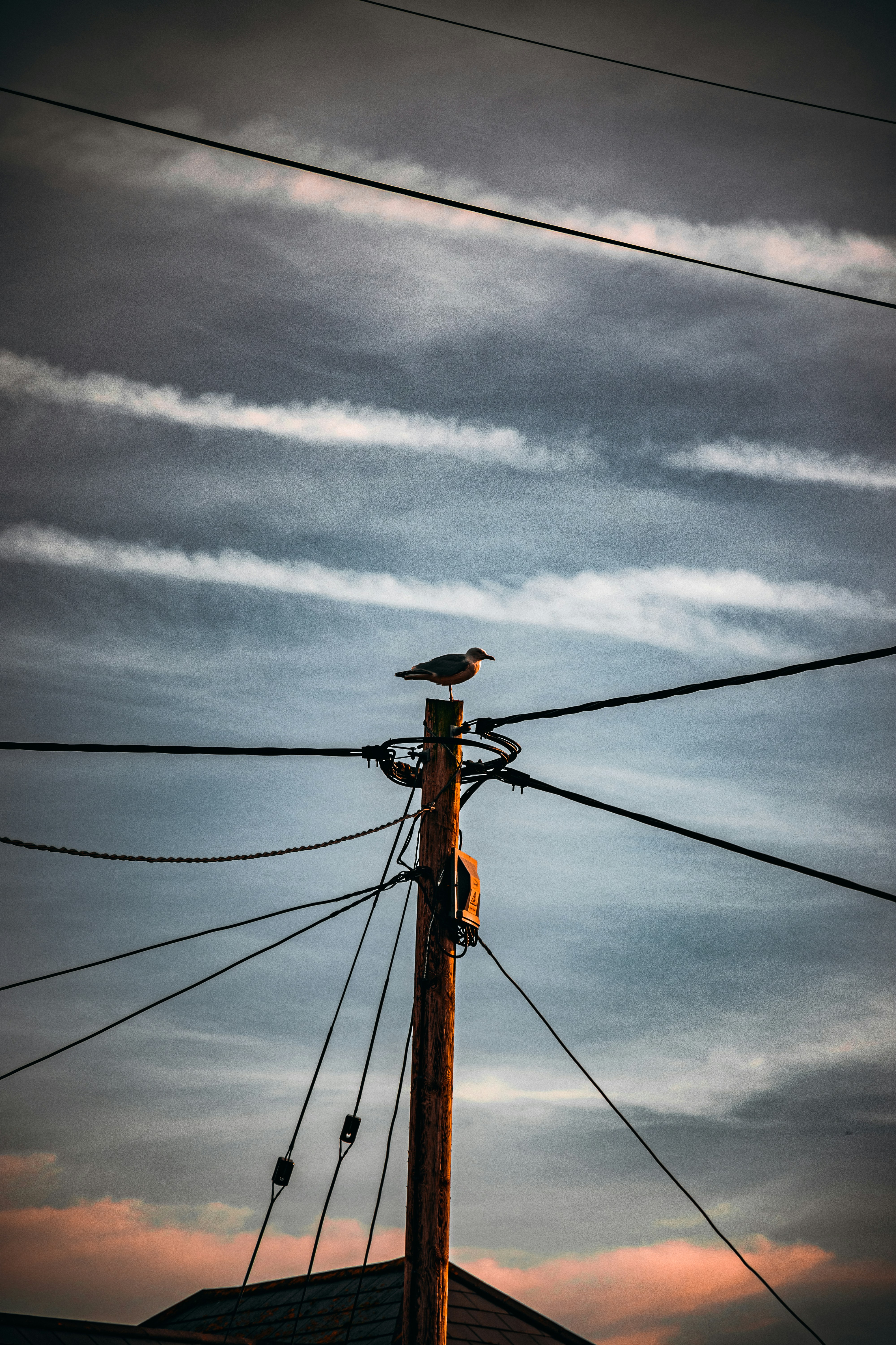 seagull on a telephone pole