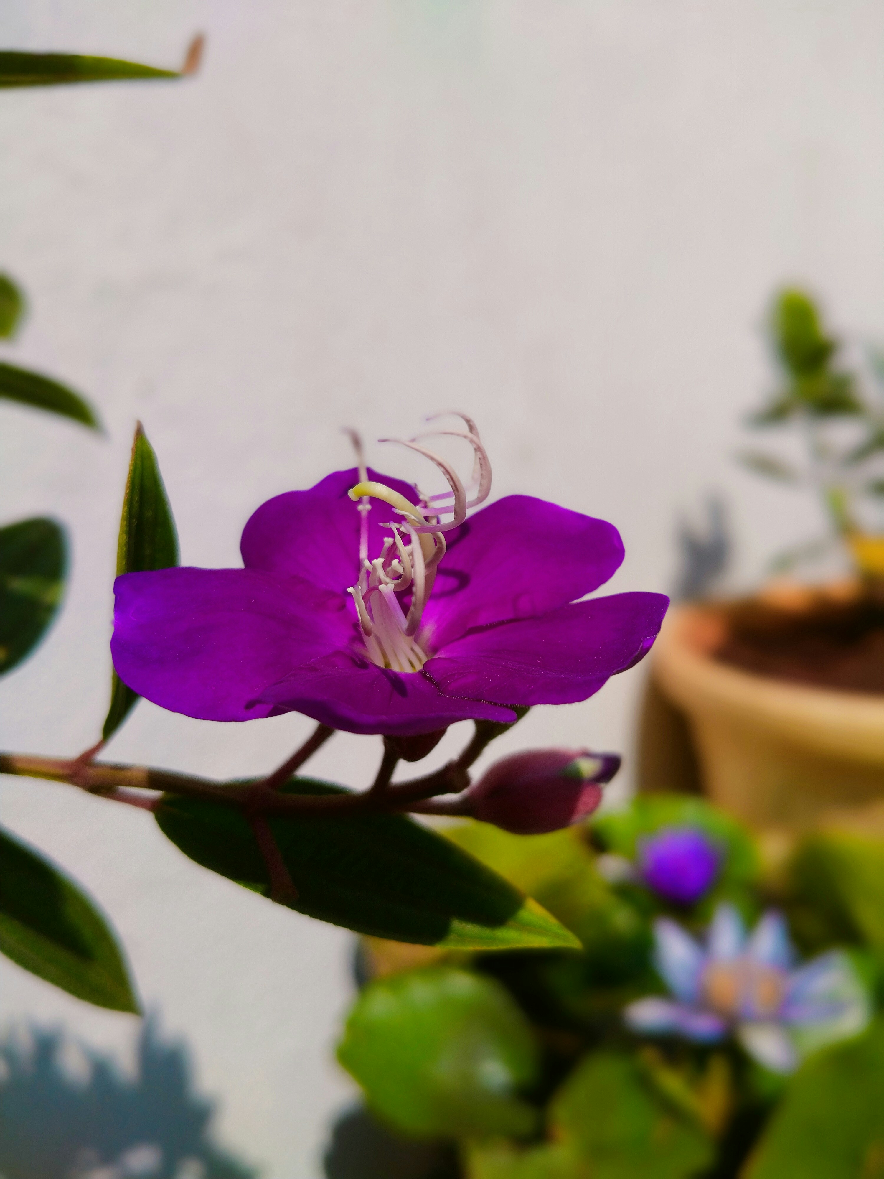 Close-up of a vivid purple flower showcasing intricate details of its petals and stamens, with a soft-focus background of greenery and pots.