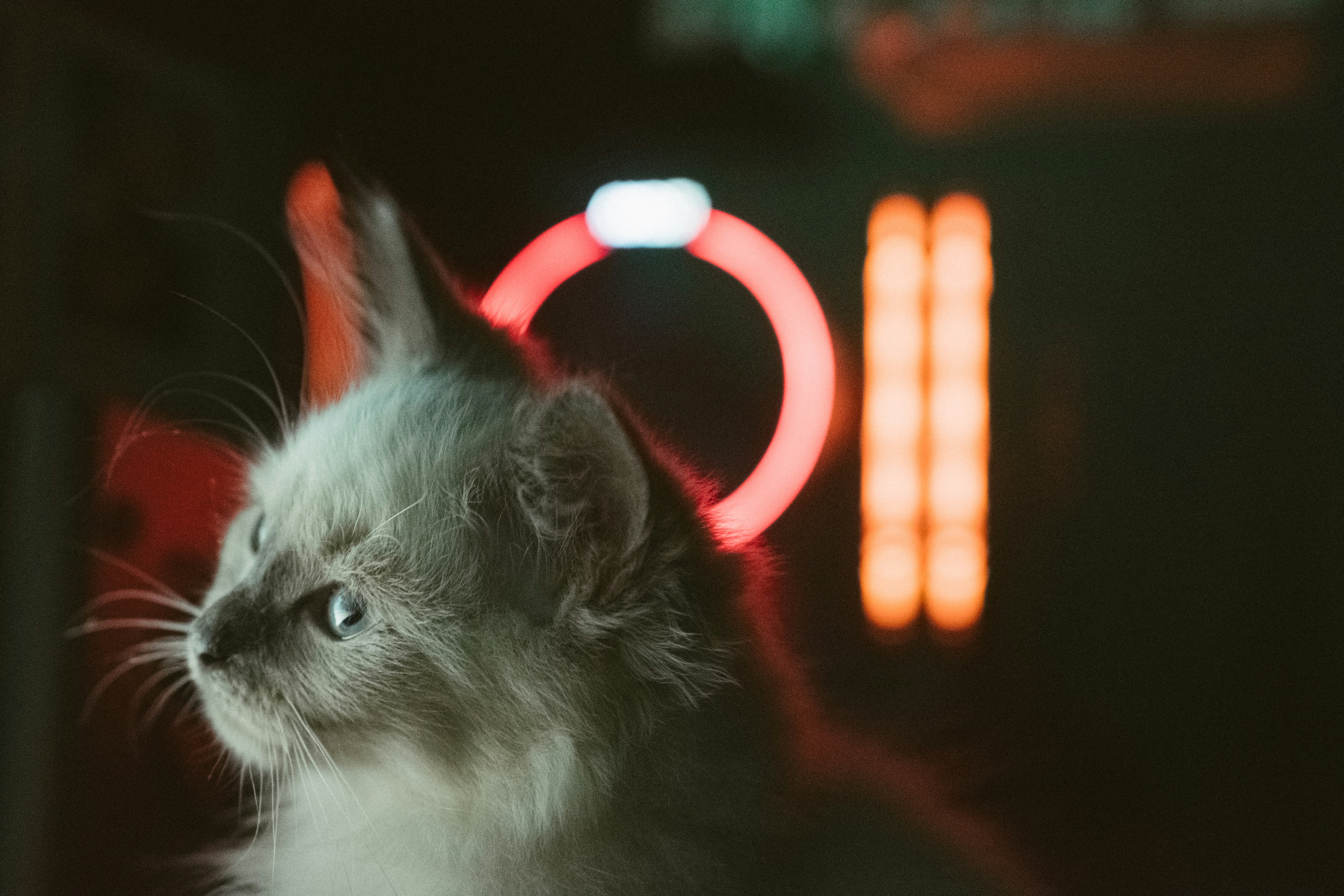 Neon Halo: A Side-Profile of a Cat in Neon Rim light
