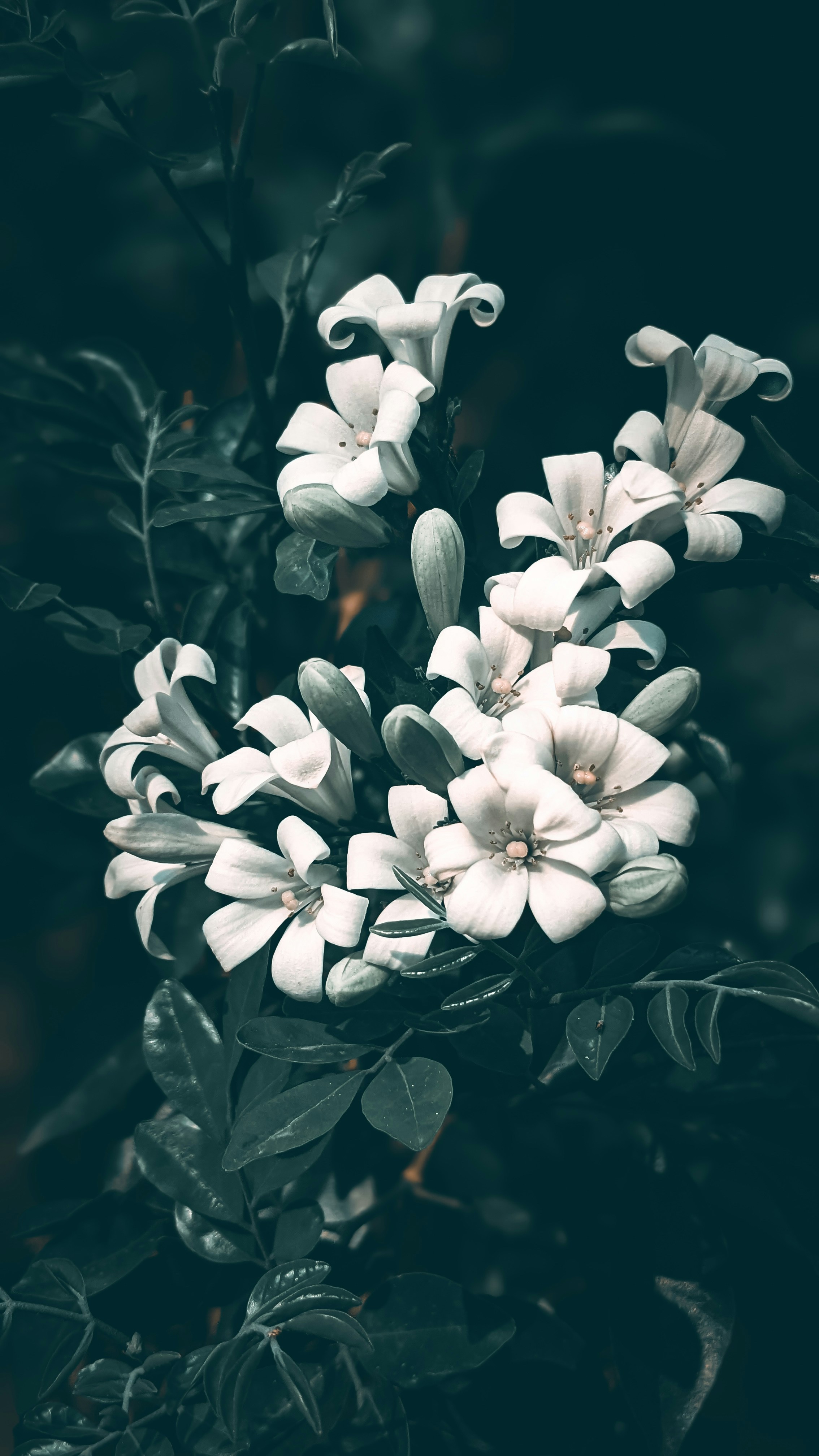 Bilder zum Thema Weißes Bild | Kostenlose Bilder auf Unsplash herunterladen
