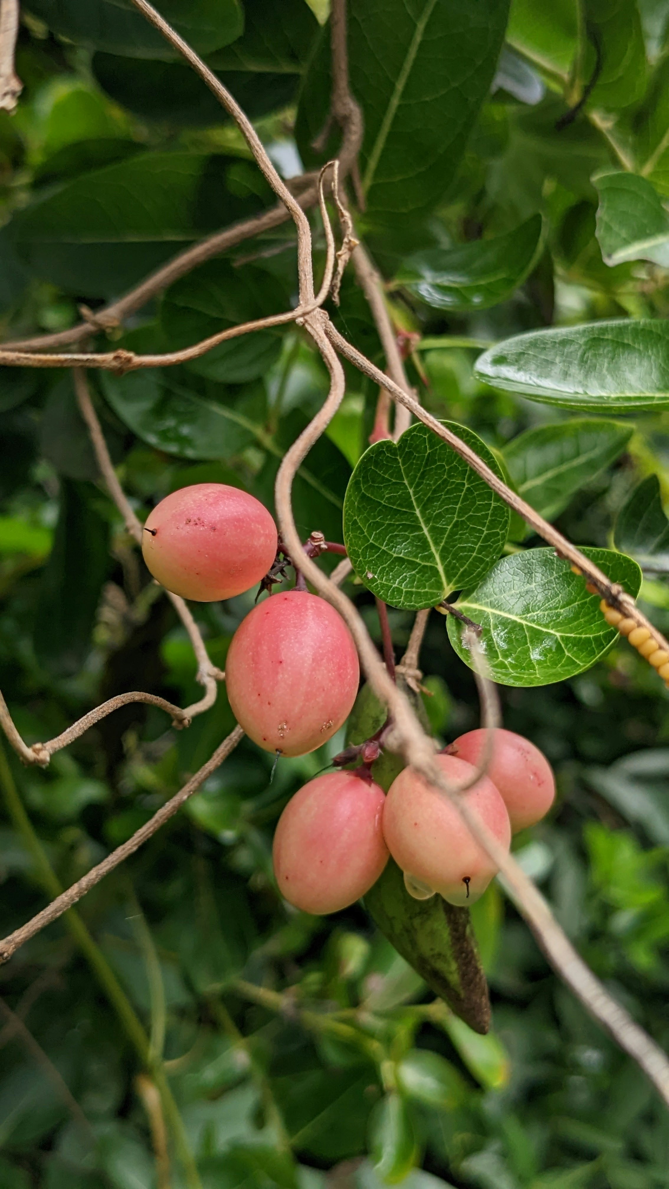A bunch of fruit hanging from a tree photo – Free Fruit Image on Unsplash
