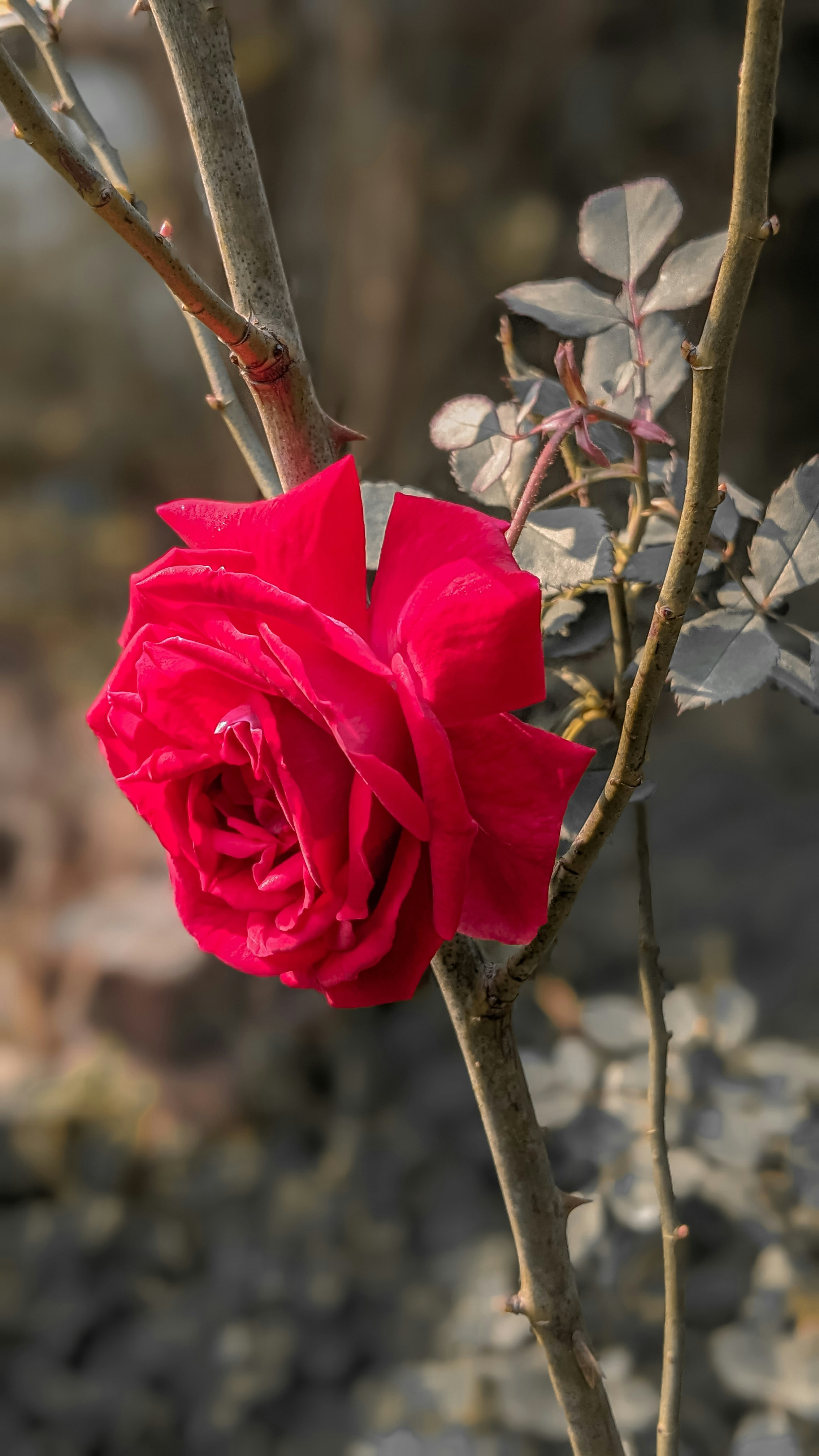 a single red rose is blooming on a branch