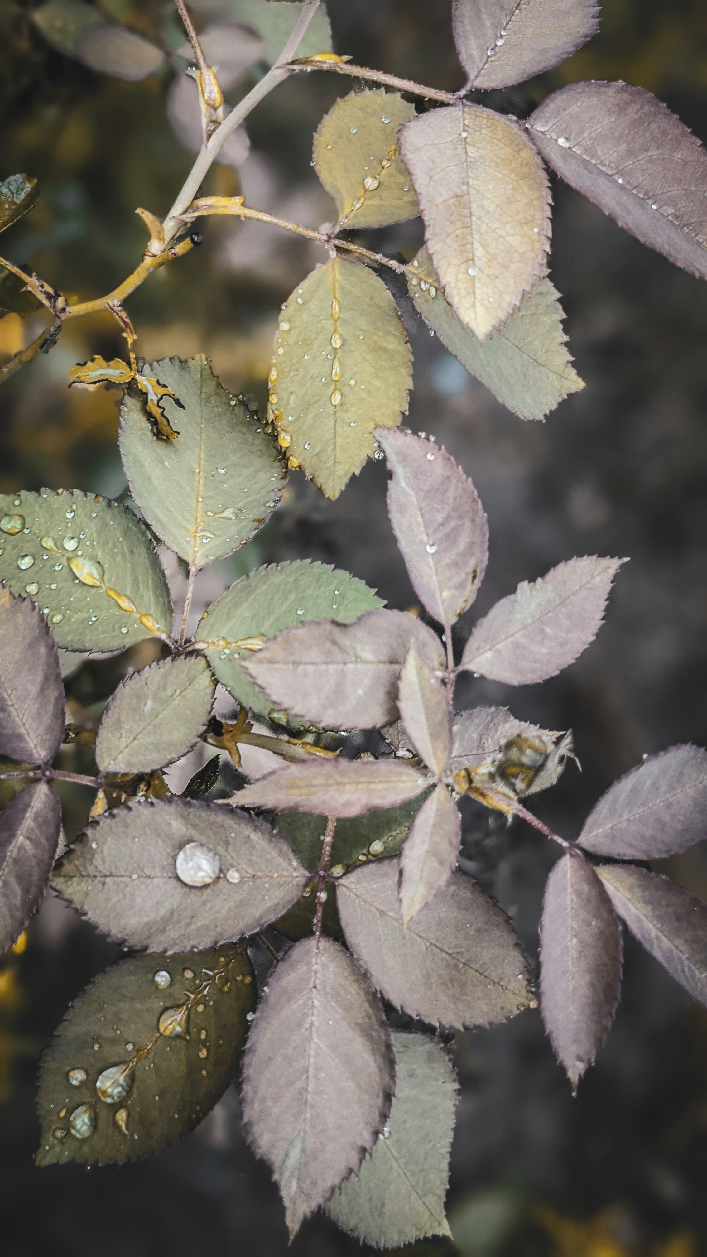 Dew-Kissed Velvet Leaves: a Close-Up of Purple-Tinted Foliage