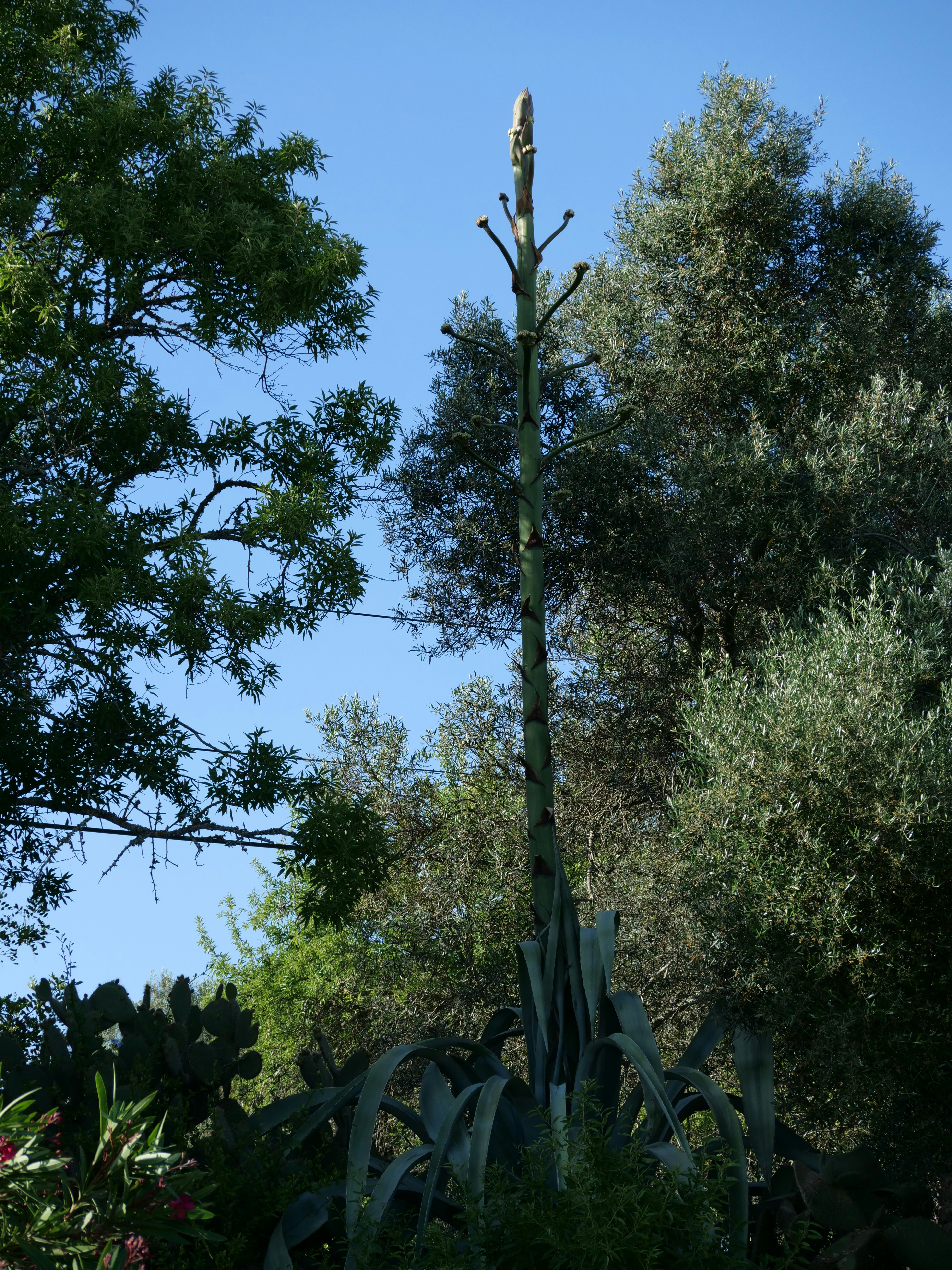 a tall plant with a bird perched on top of it