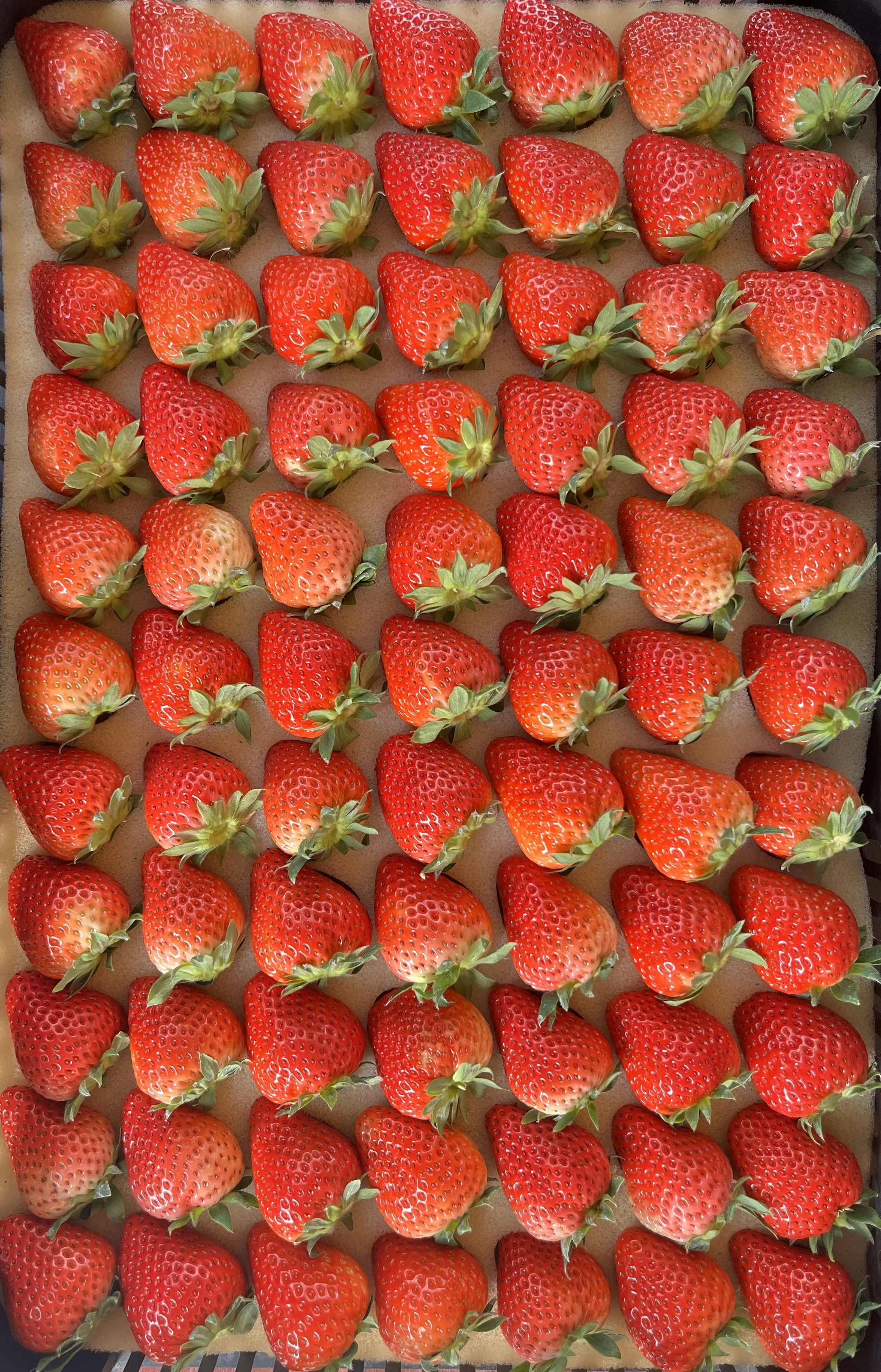 Velvet Rows: A Cardboard Tray Brimming with Uniformly Arranged Strawberries
