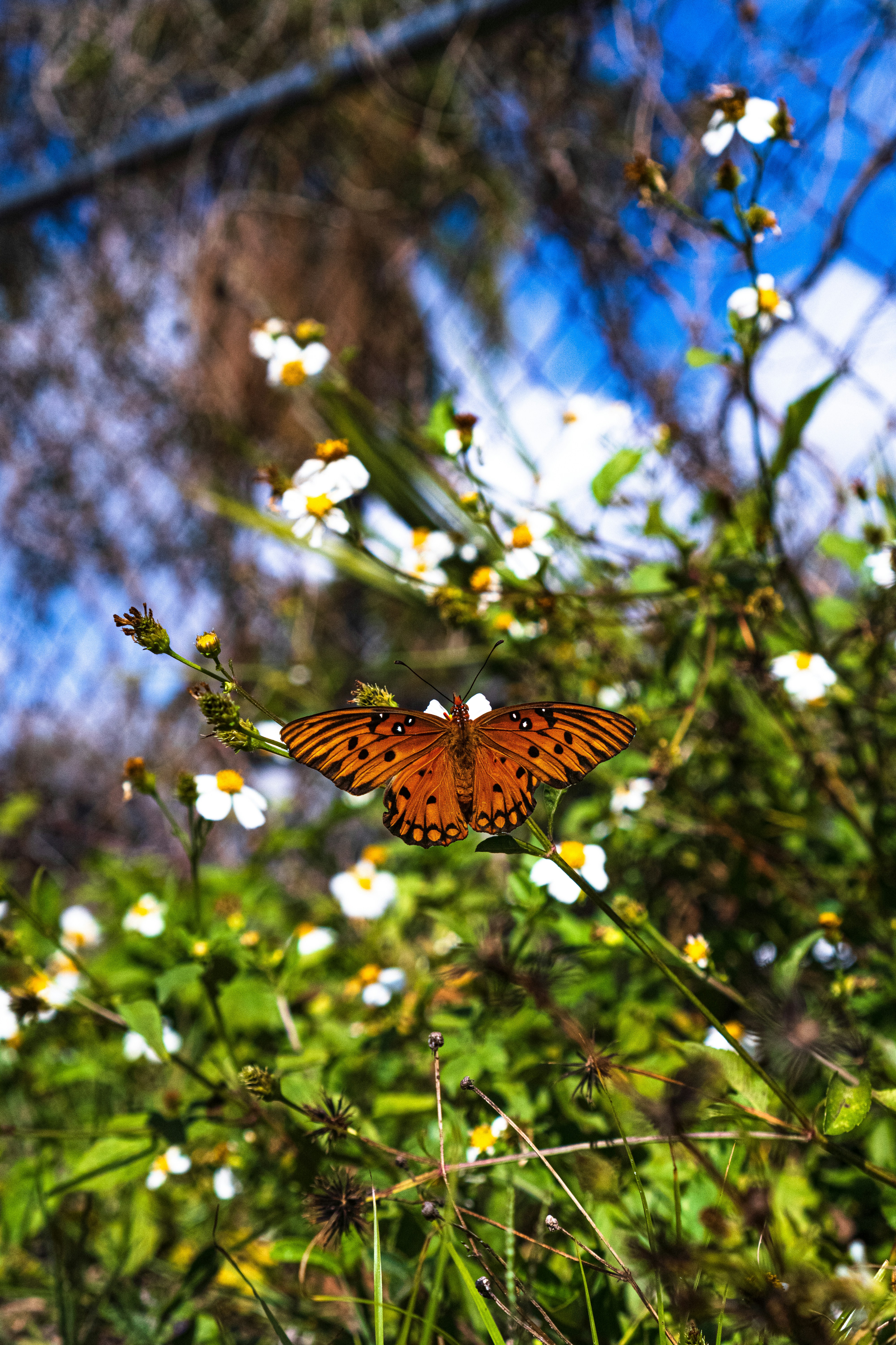 Wings of Sunshine Amidst Nature's Canvas