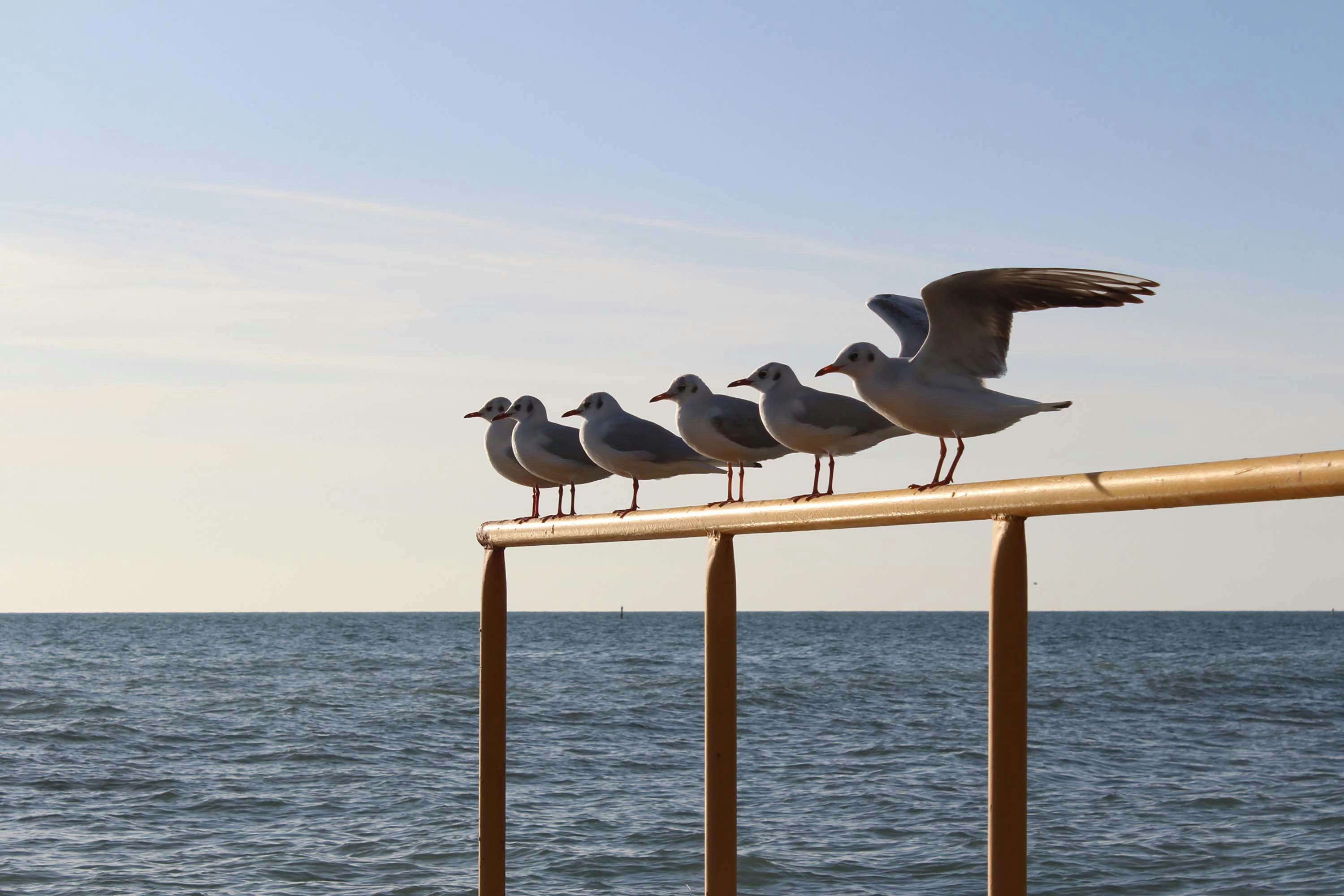 A group of seagulls sitting on a metal railing photo – Free Sochi Image ...