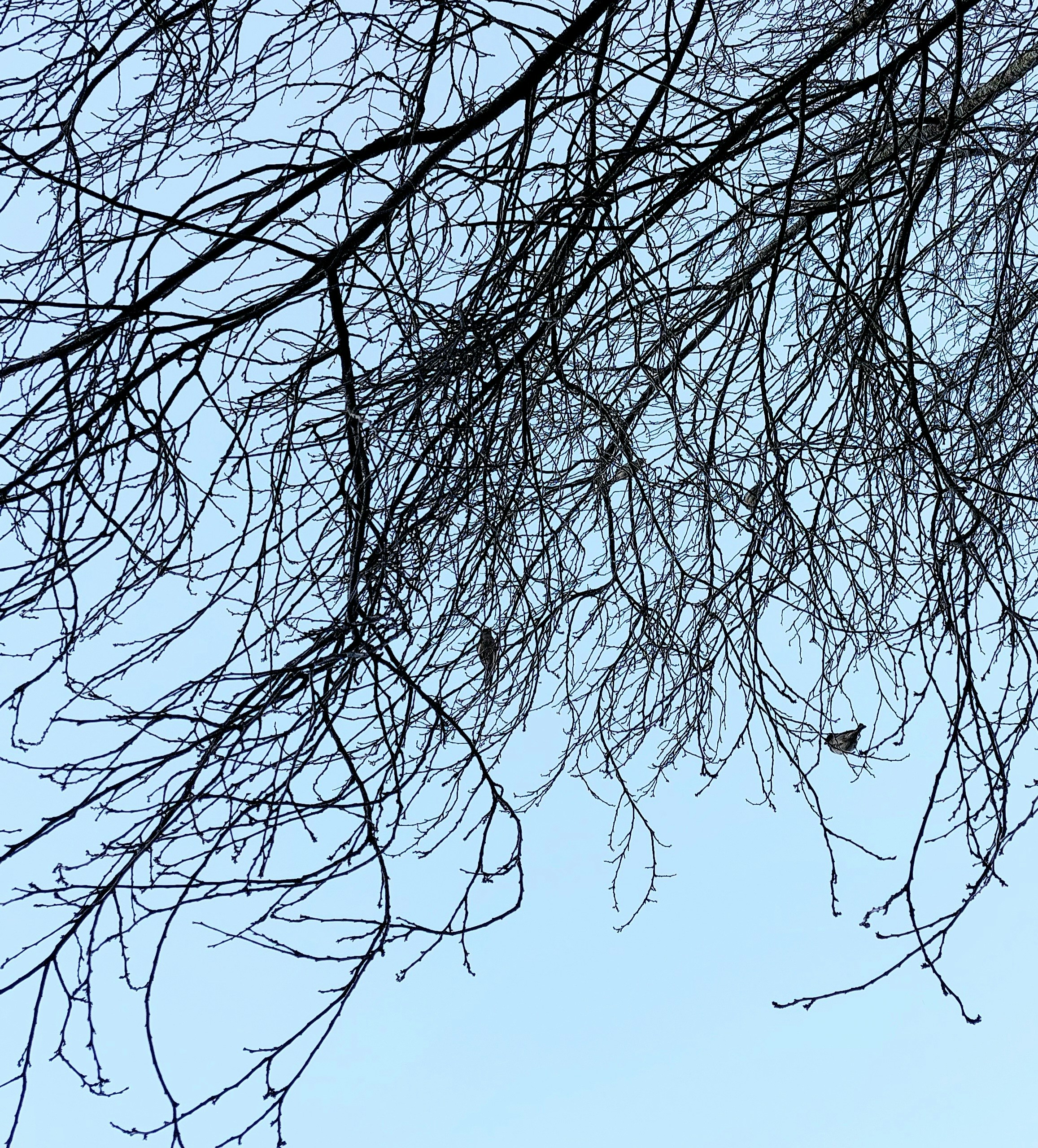 Bare tree branches stretch across a pale blue sky, creating a stark contrast that highlights the stillness of winter. A solitary bird perches among the twigs.