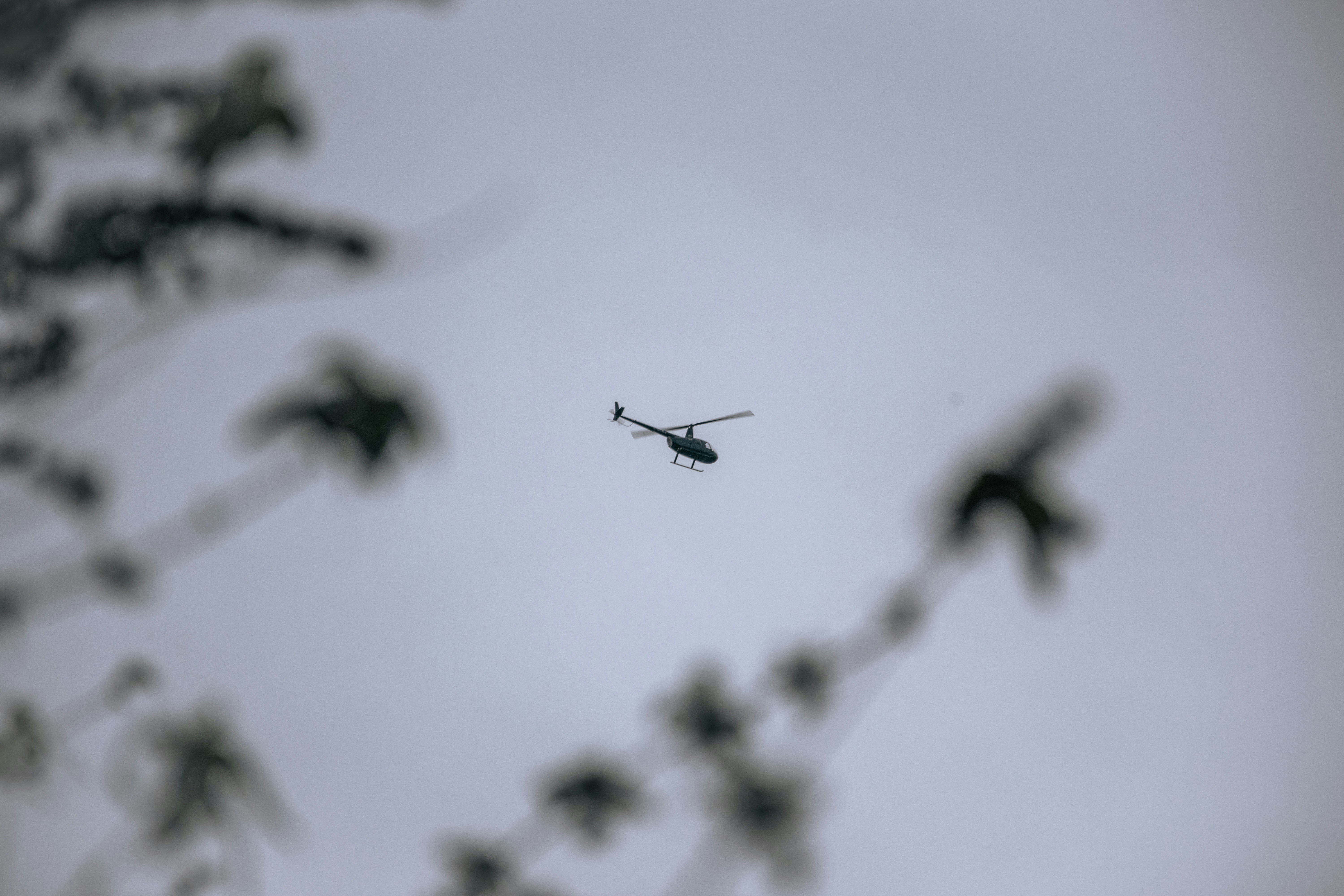 Lone Helicopter in a Pale Sky Framed by Foreground Foliage