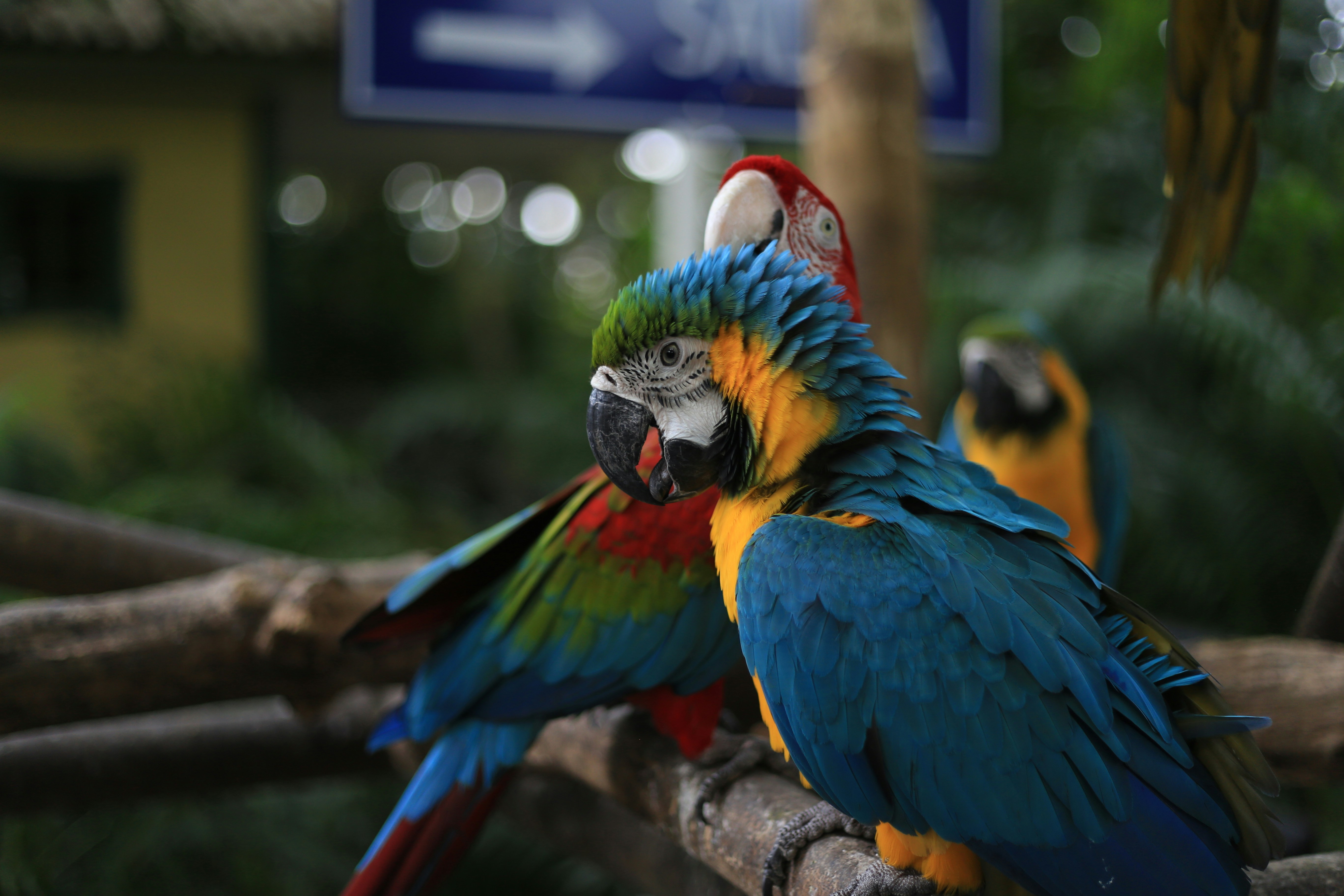 two colorful parrots are sitting on a branch