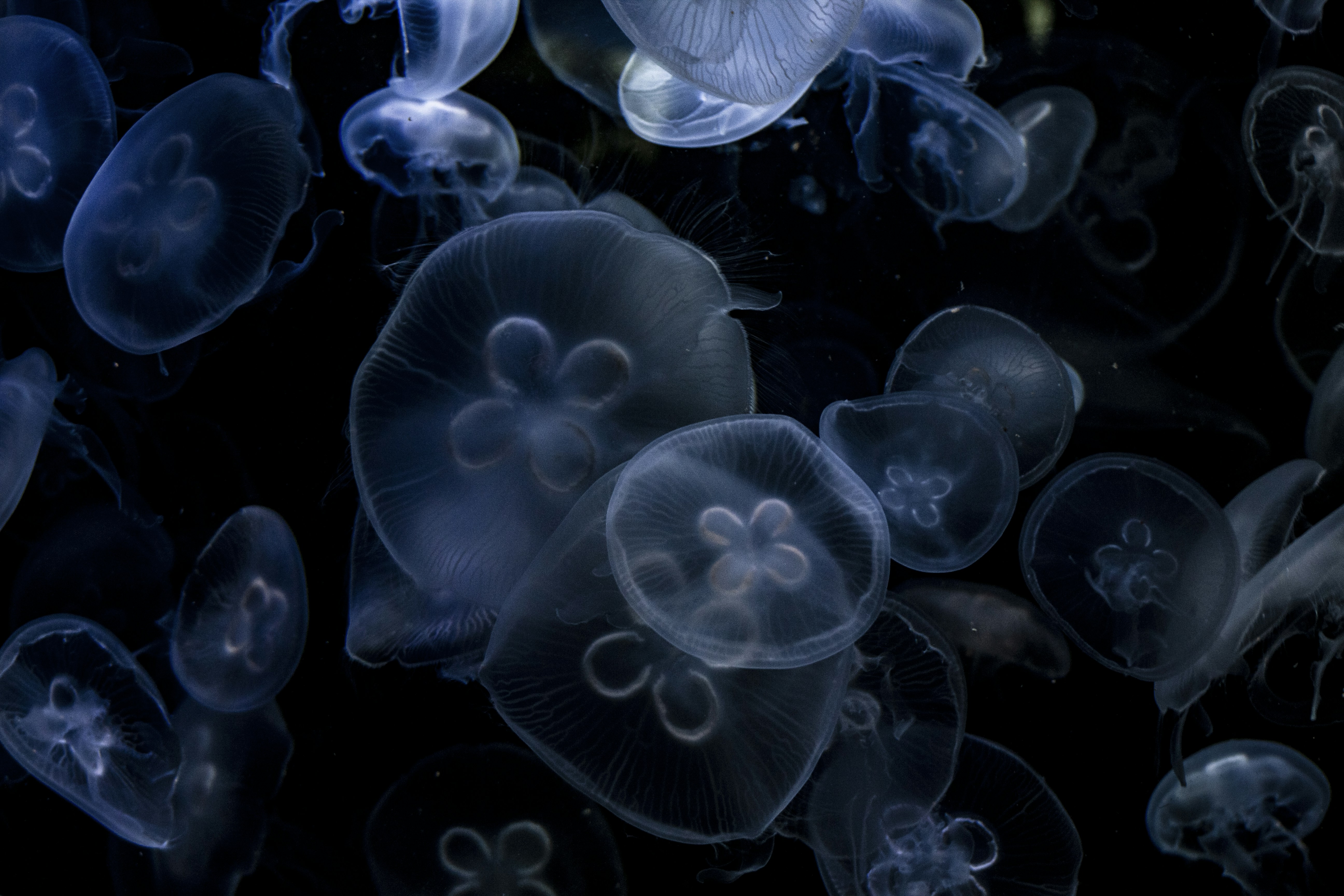 A group of jellyfish floating in the water photo – Free Berlin Image on ...