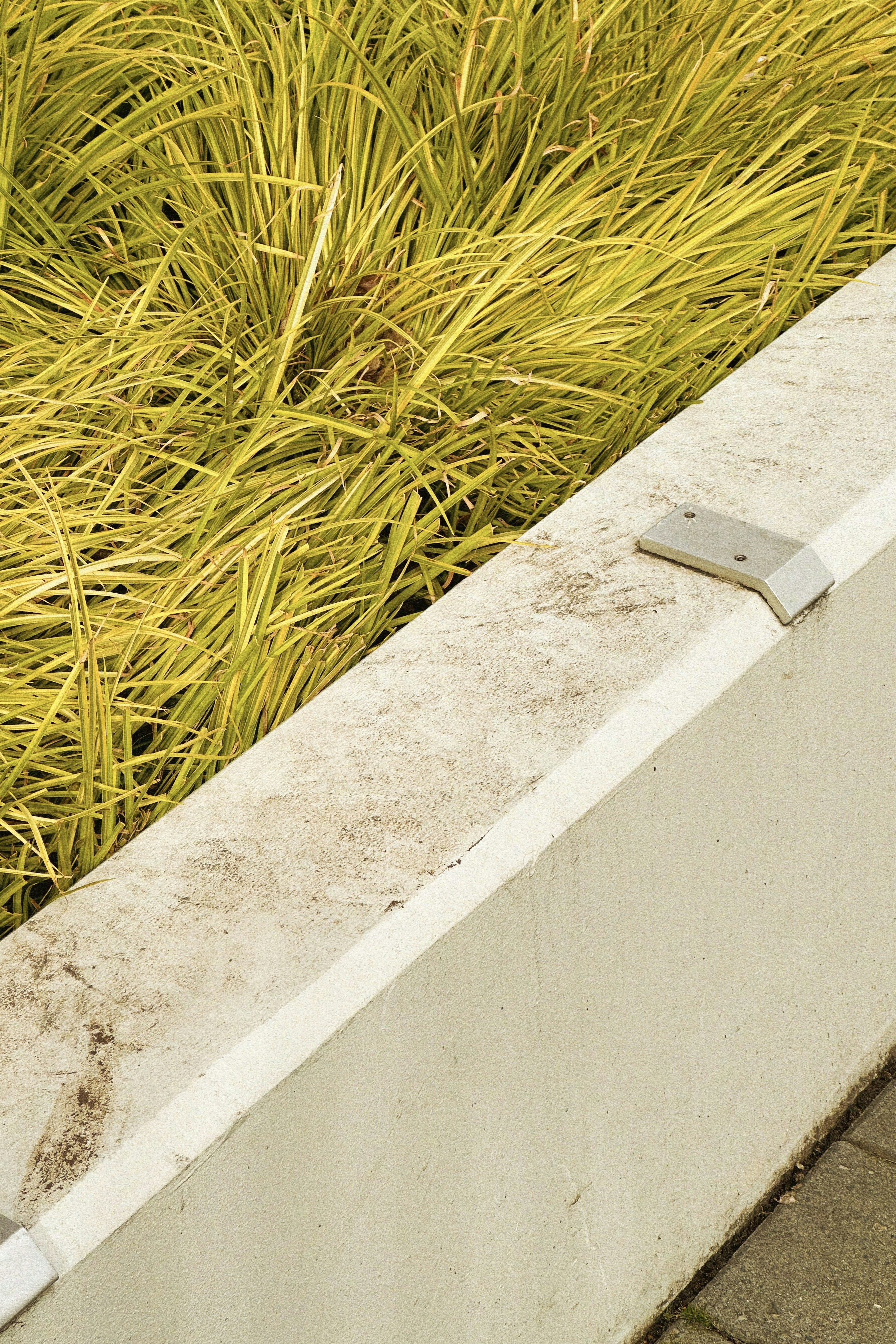 Vibrant yellow grass juxtaposed against a textured concrete planter, showcasing the harmony between nature and urban design.