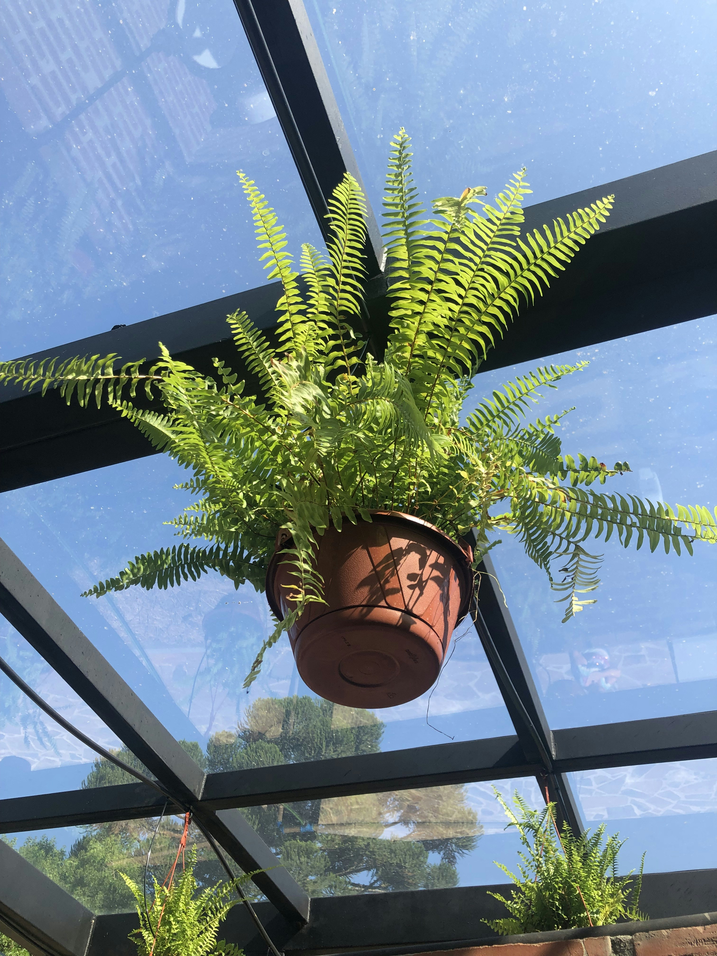 Hanging Fern in Glass Conservatory Sunlight