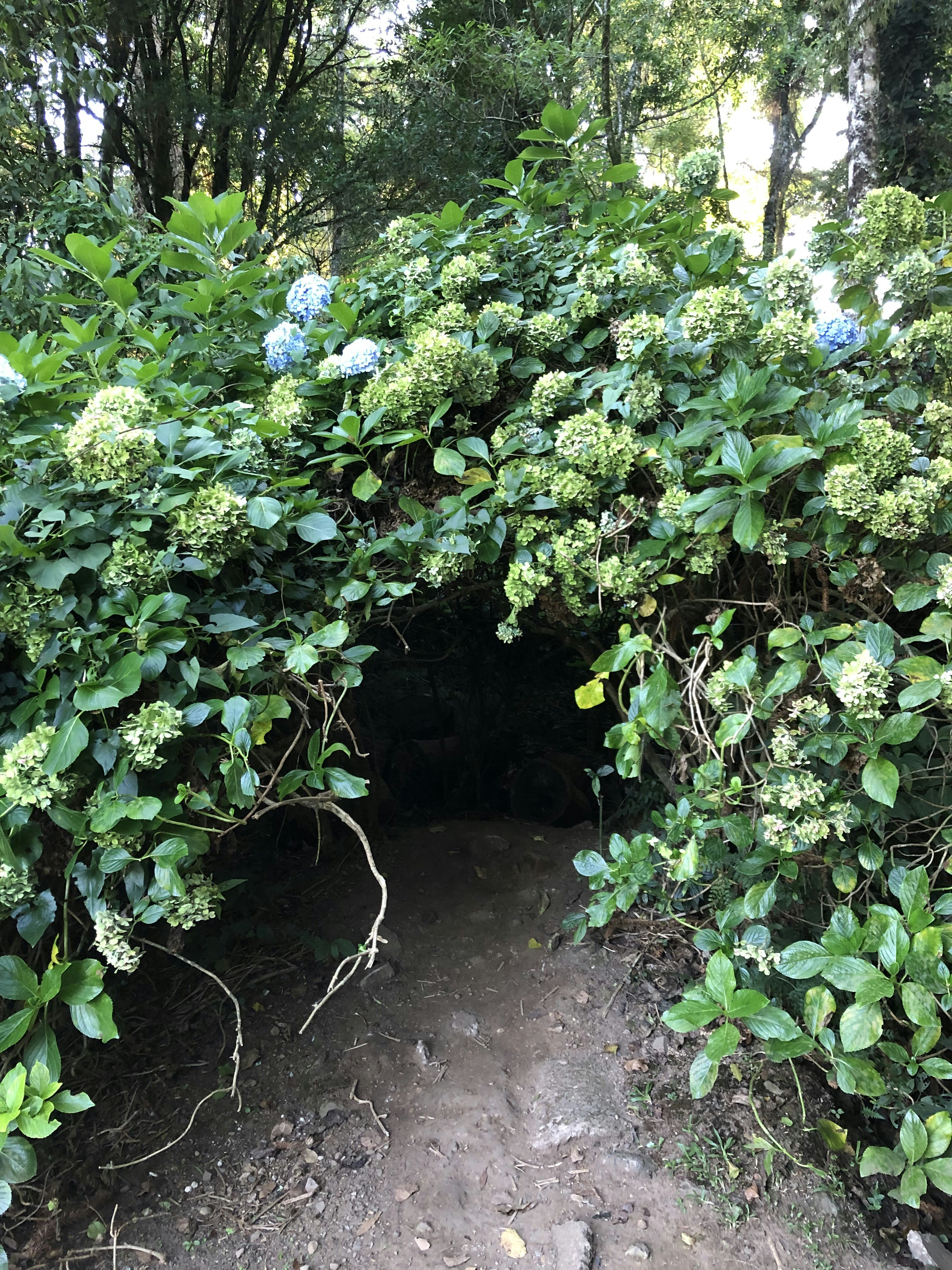 a small tunnel in the middle of a forest