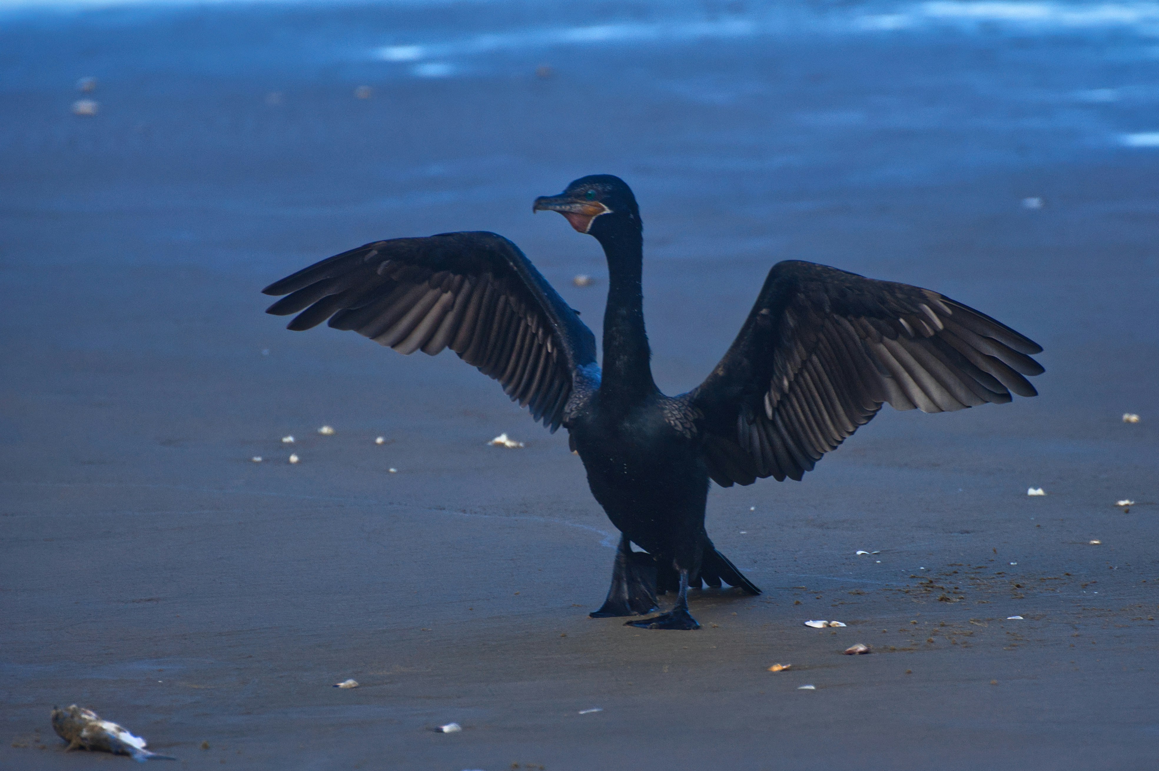 Winged Pause on a Cerulean Shore: A Cormorant with Wings Outstretched