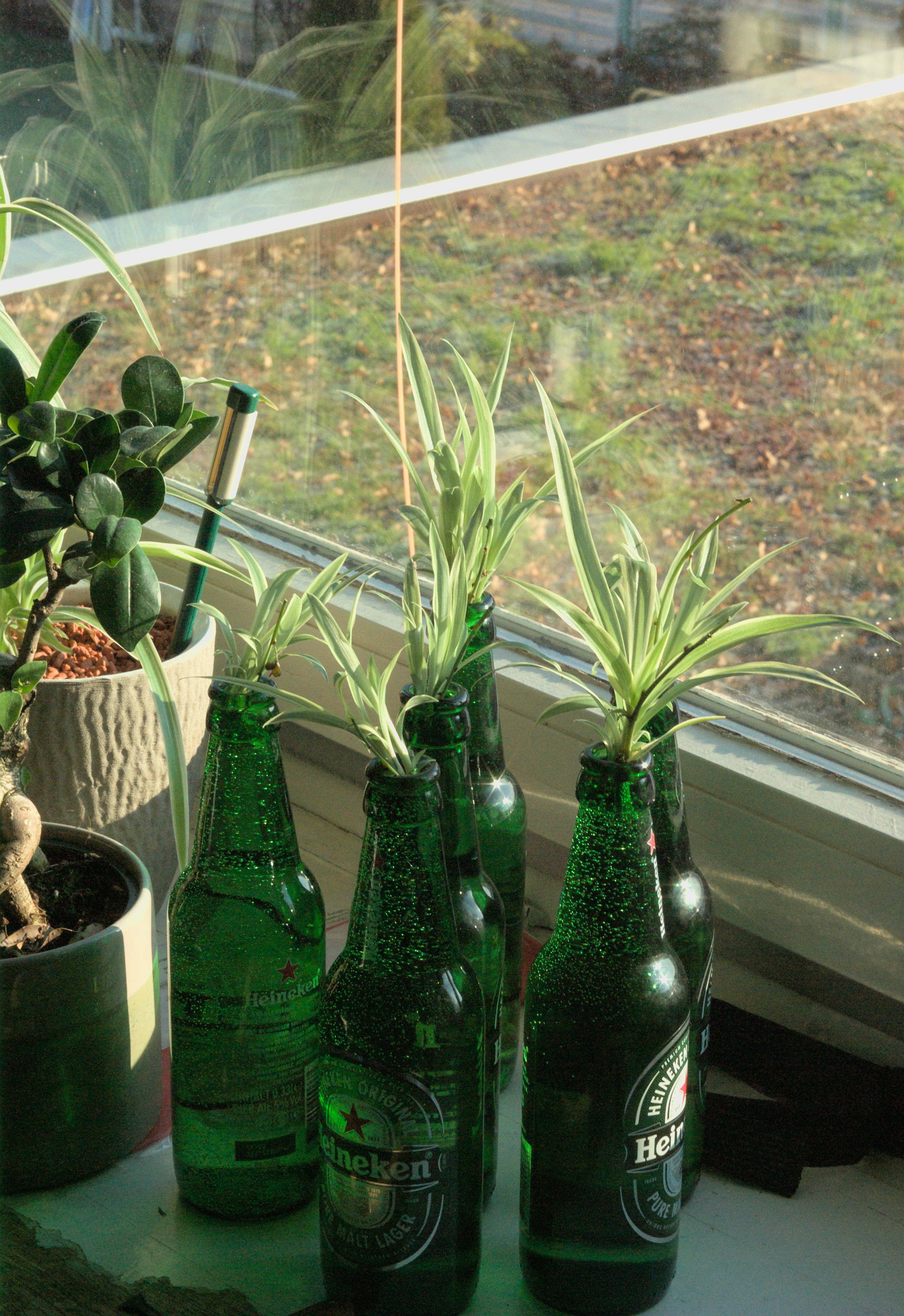 Bottle Garden on a Sunlit Windowsill: Heineken Bottles Nurture Green Shoots