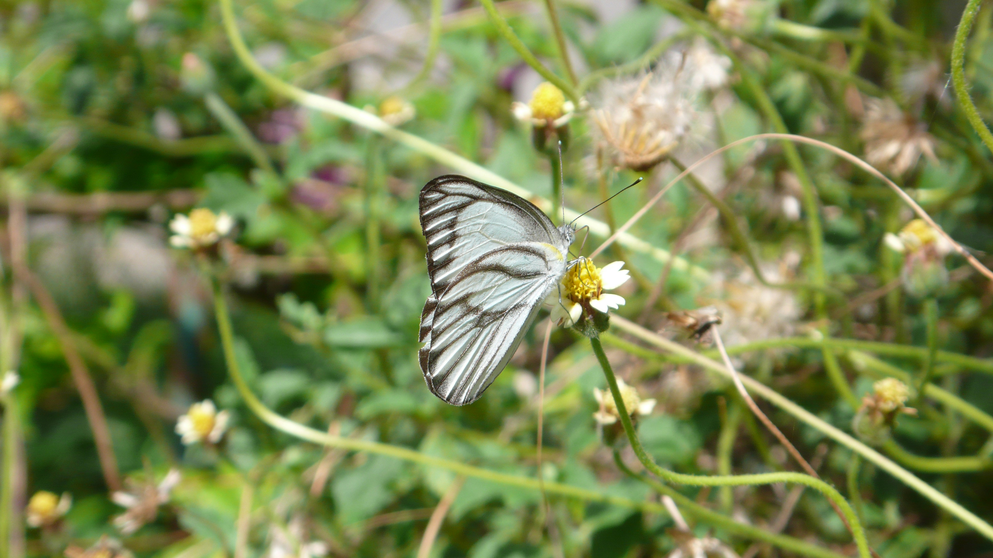 Delicate butterfly resting on a flower amidst lush greenery, showcasing intricate wing patterns. The scene captures the essence of a tranquil garden moment.