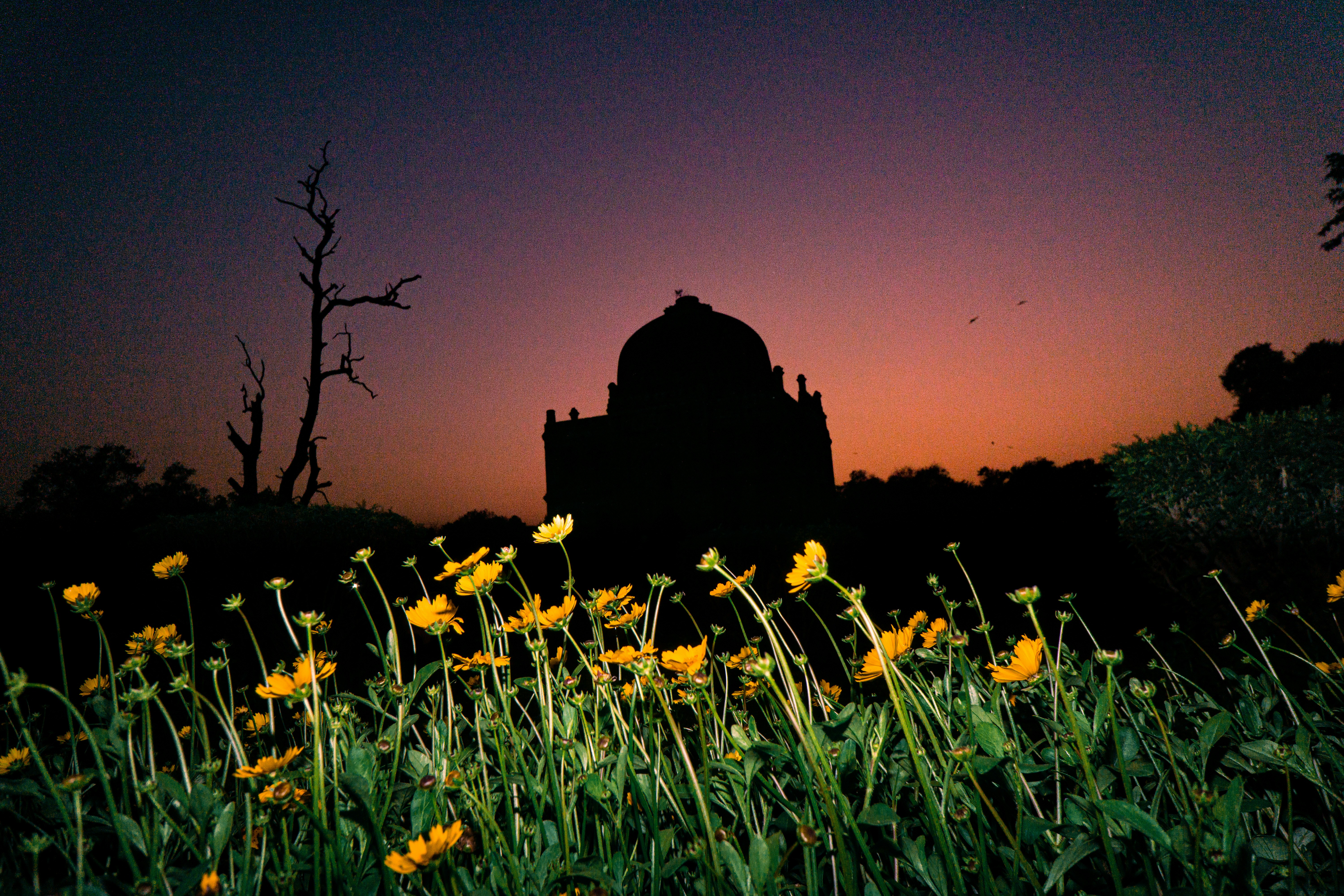 Dusk Overgrown: A Silhouette of Memory Behind a Field of Gold