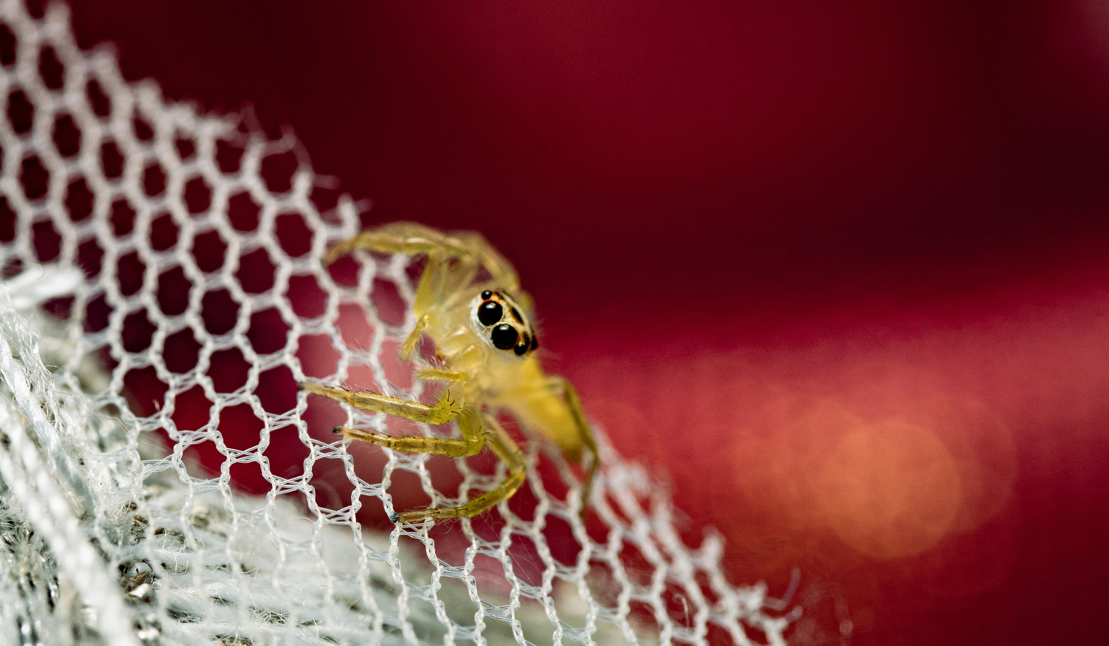 Lattice of Light: A Tiny Yellow Spider on White Mesh
