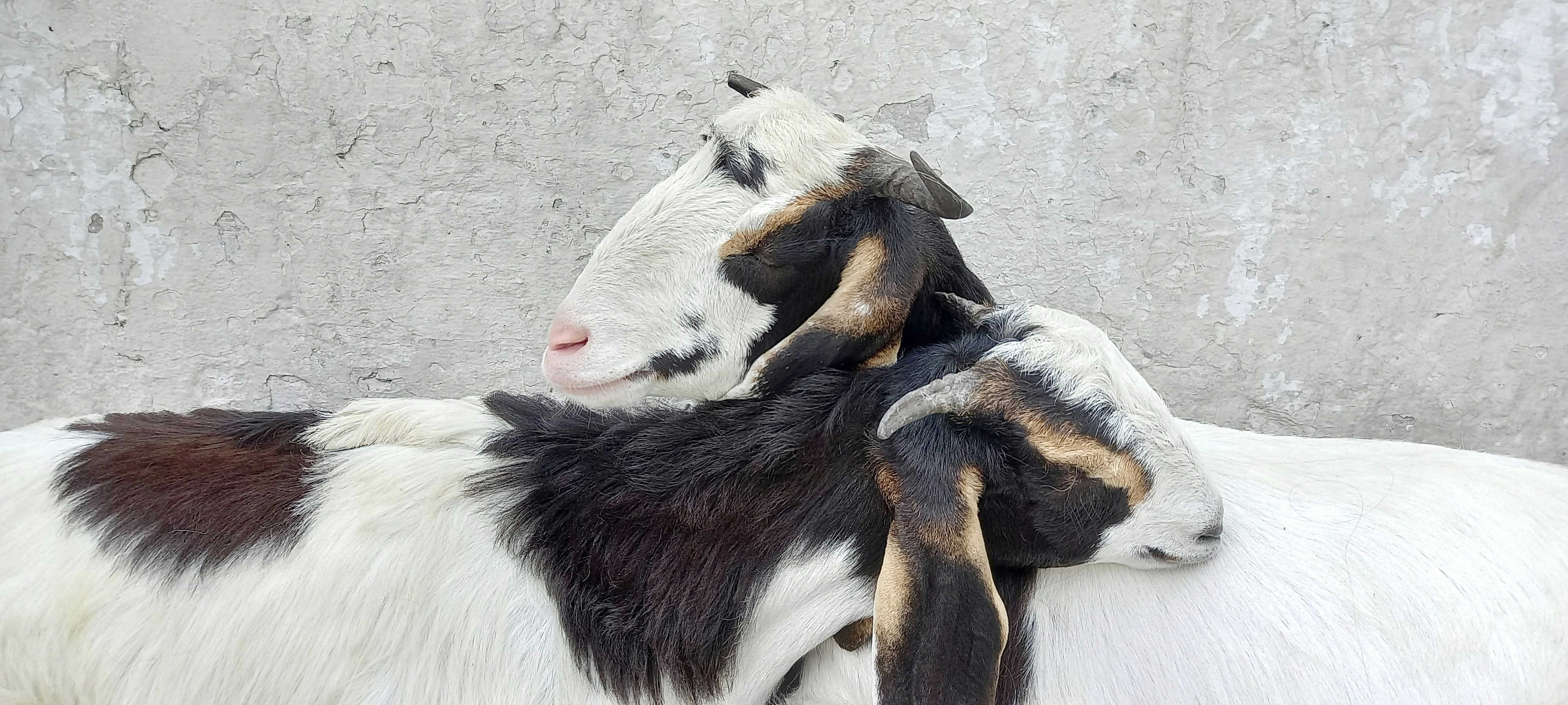 A couple of goats standing next to each other photo – Free Livestock ...