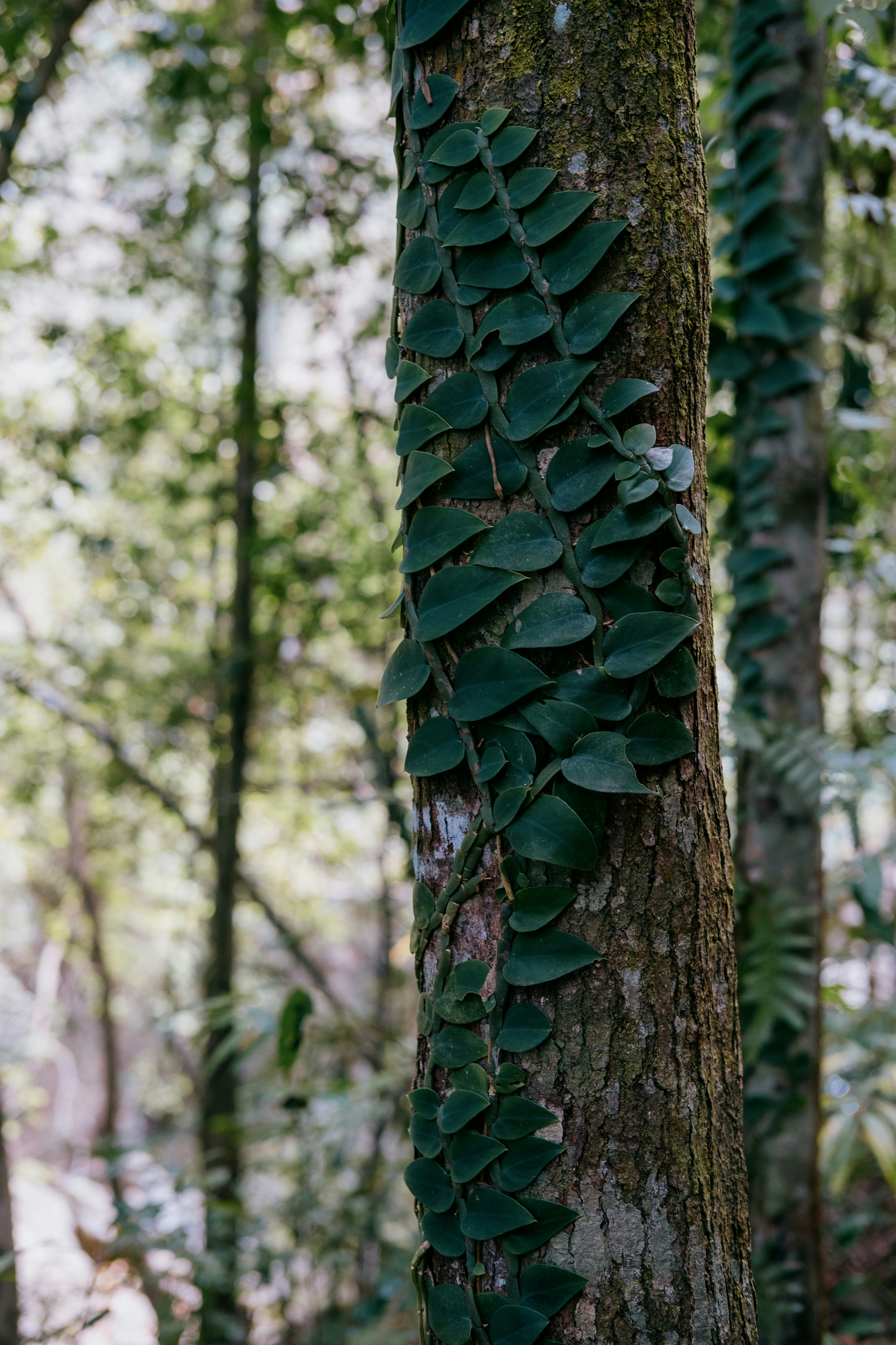 a tree with a bunch of green leaves on it