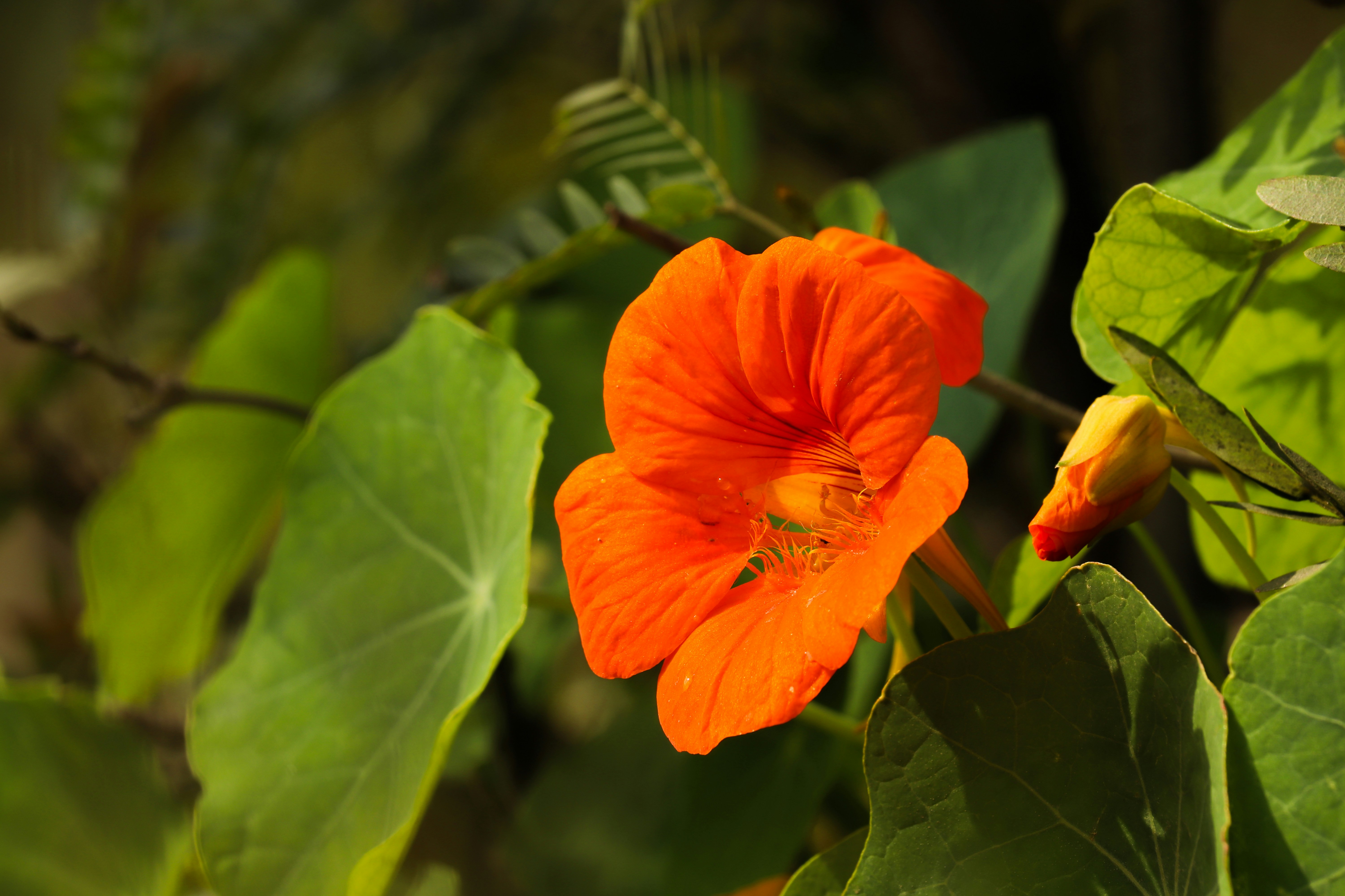 Bright orange flower with delicate petals amidst lush green leaves.