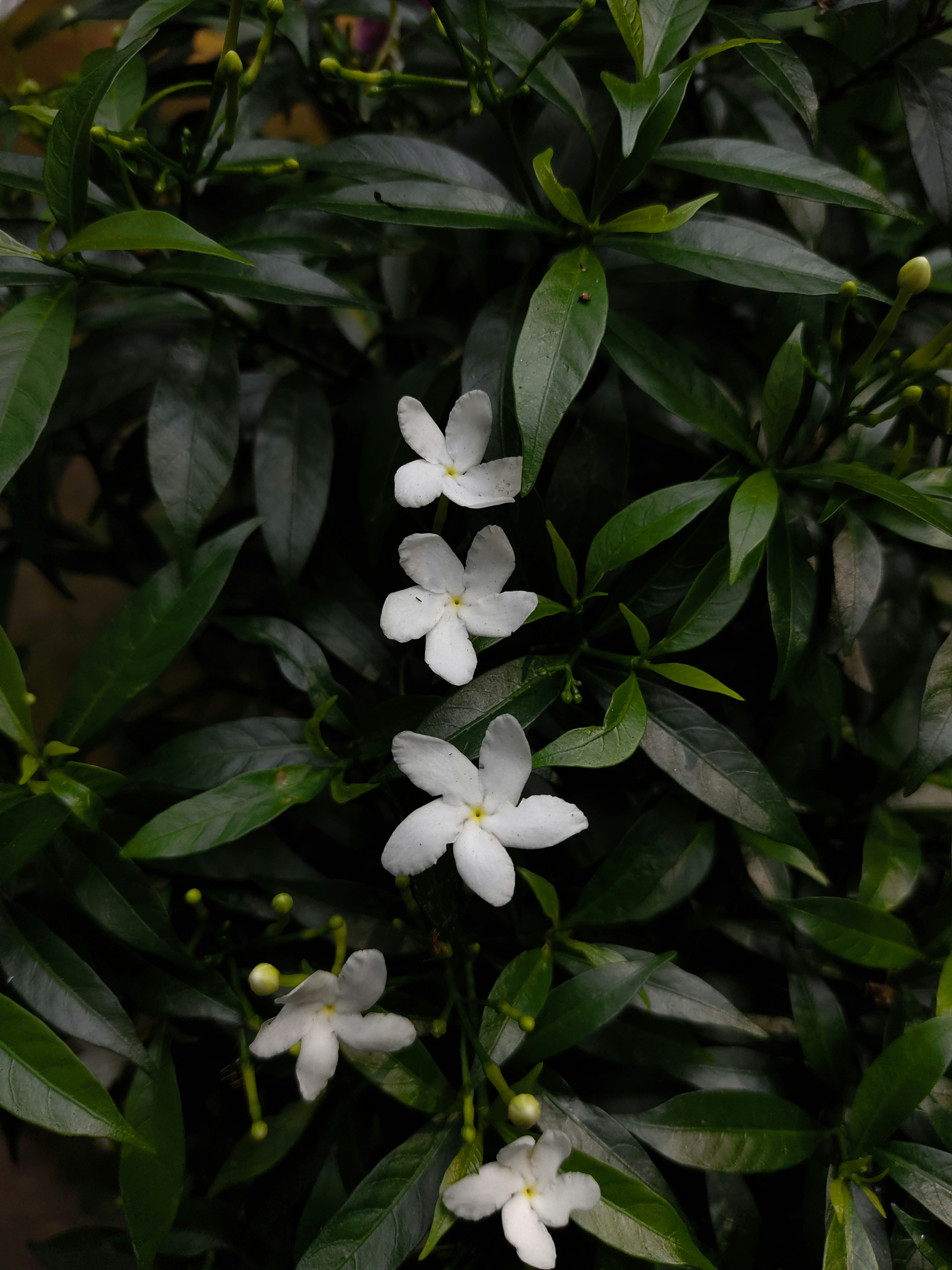 Sample photo from Xiaomi Redmi Note 10 Lite