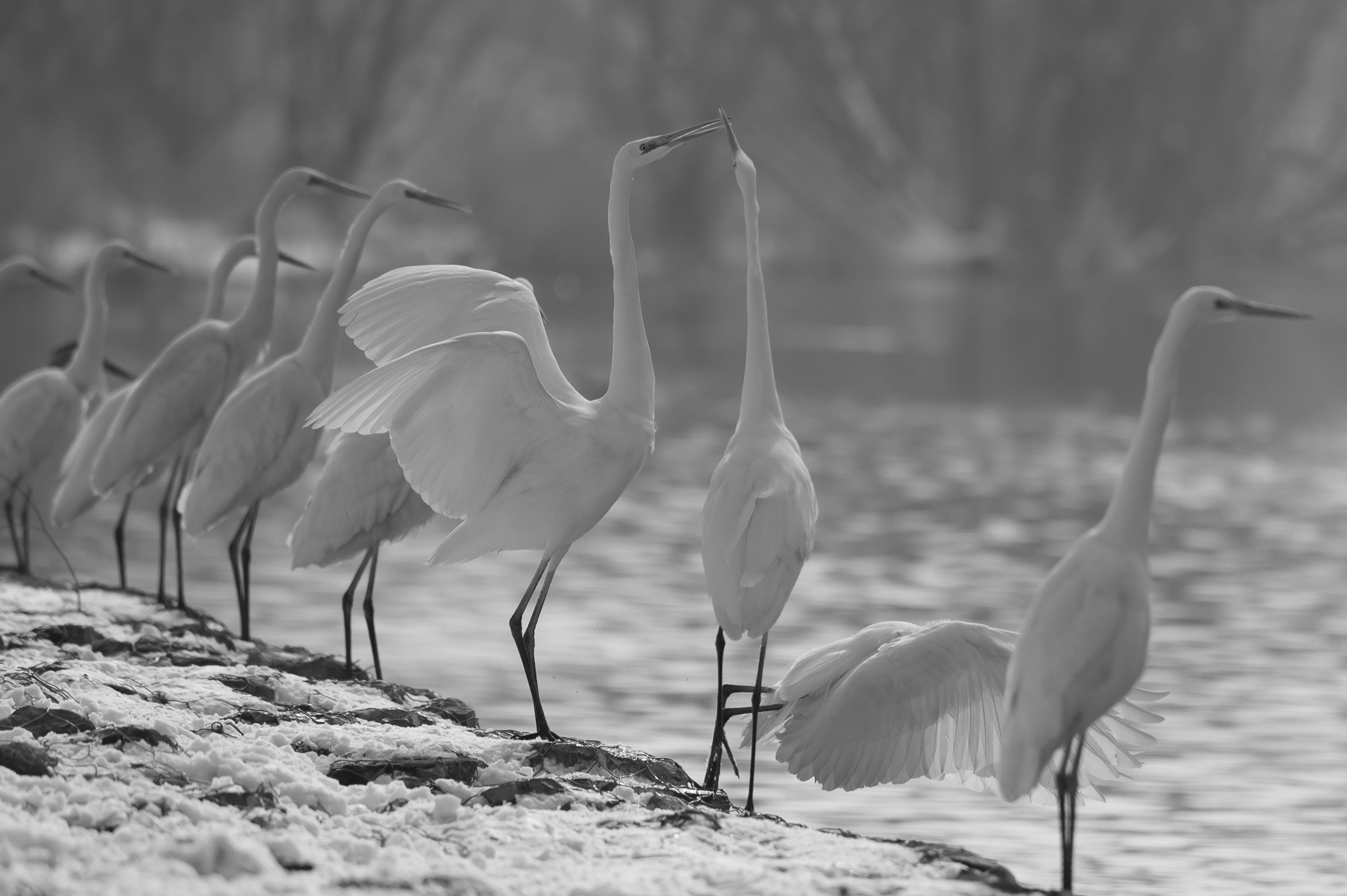 Snow-Dusted Shoreline: Egrets in a Quiet Line