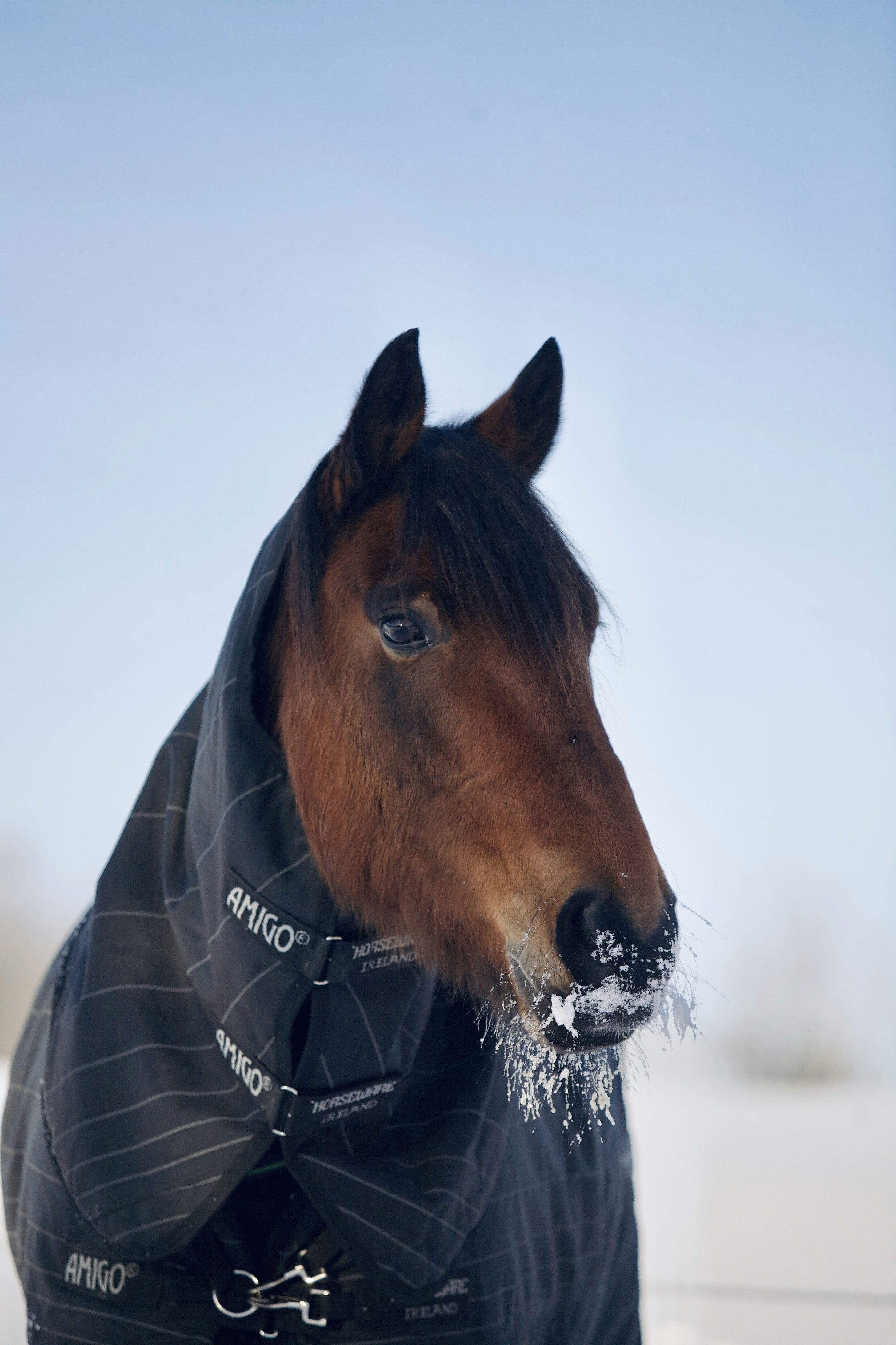 A horse adorned in a black blanket stands against a clear winter sky, its muzzle dusted with snow, exuding calm and strength.