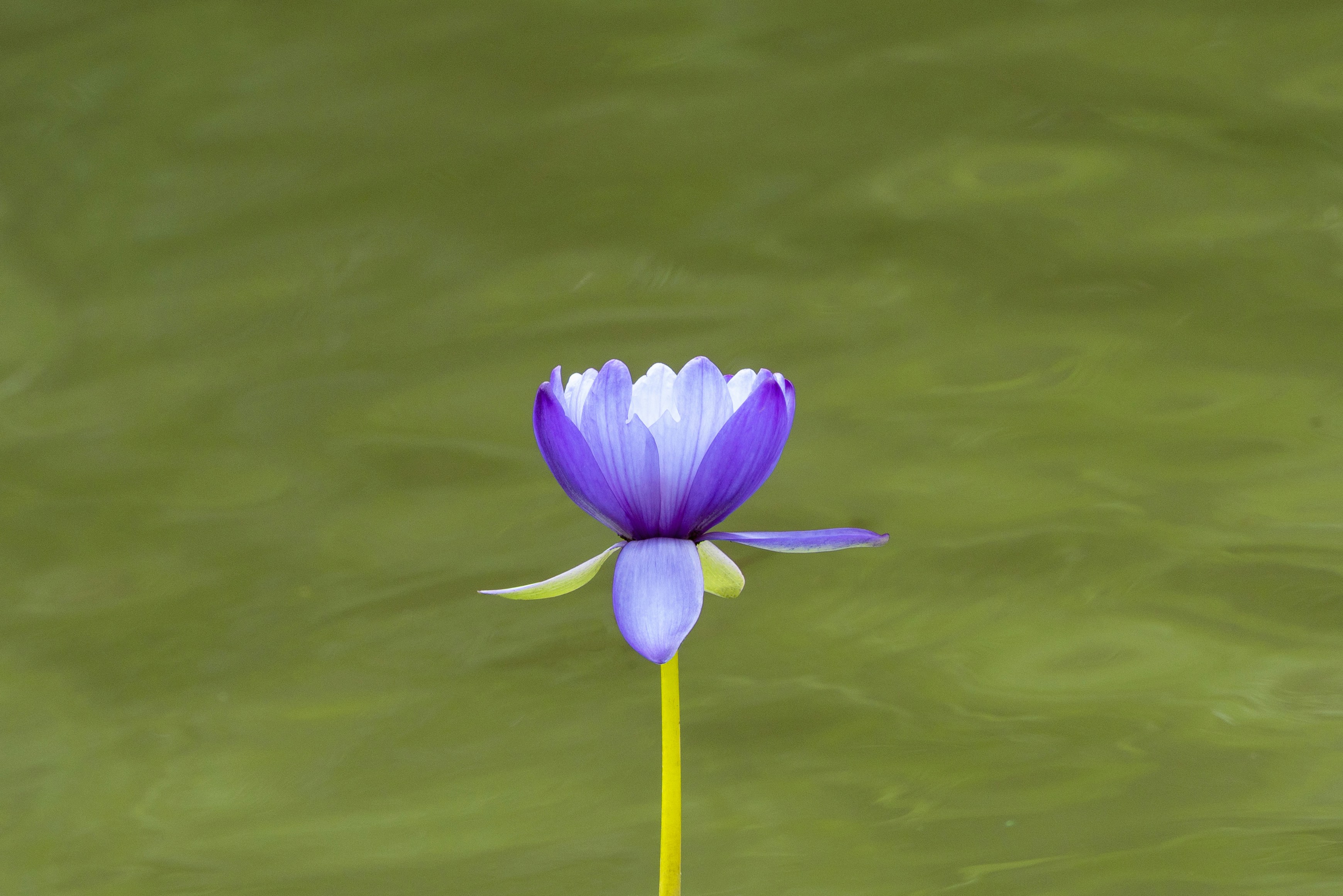 A purple flower floating on top of a body of water photo – Free ...