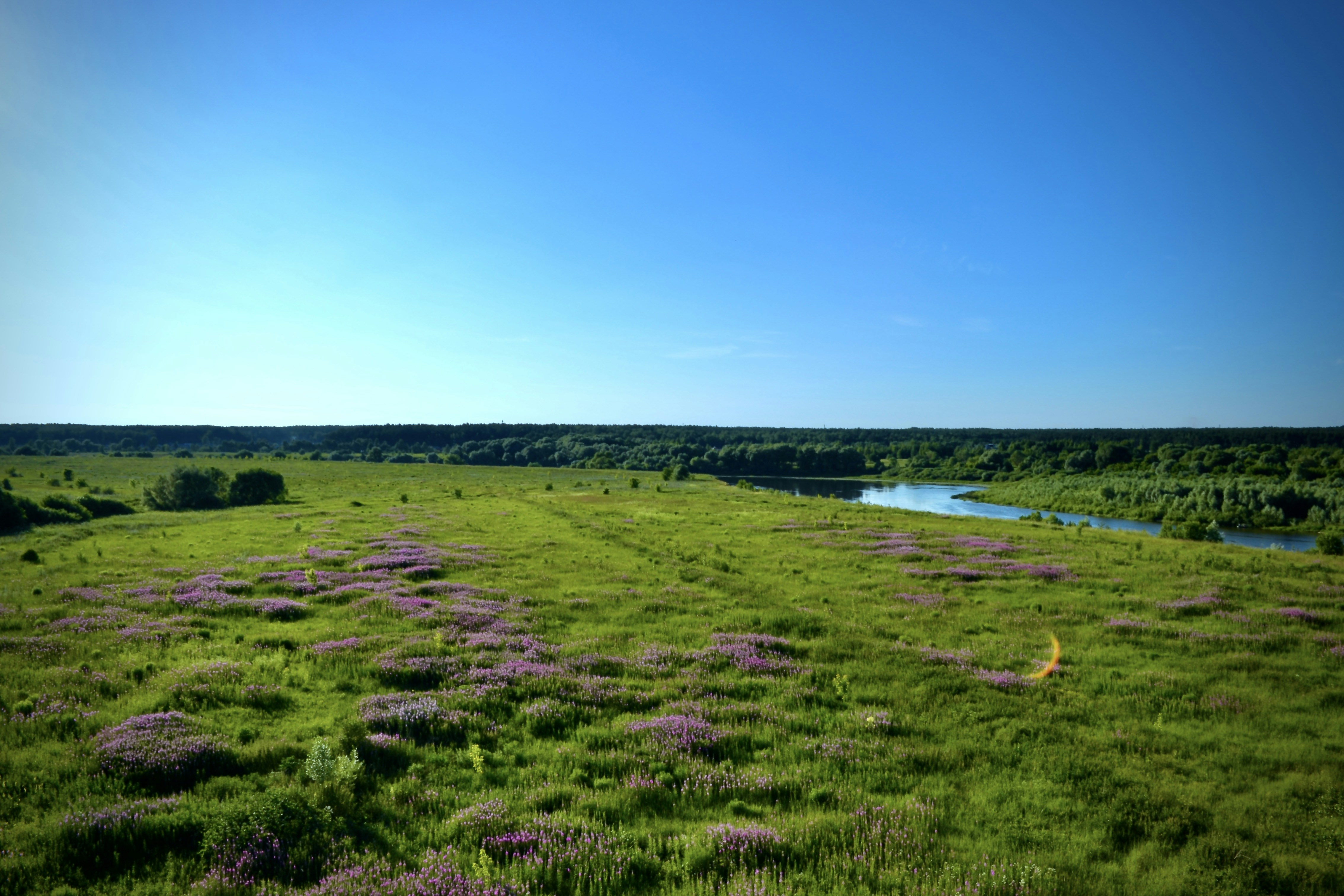 Meadow Mosaic: Purple Heather and a Quiet River Under a Clear Sky