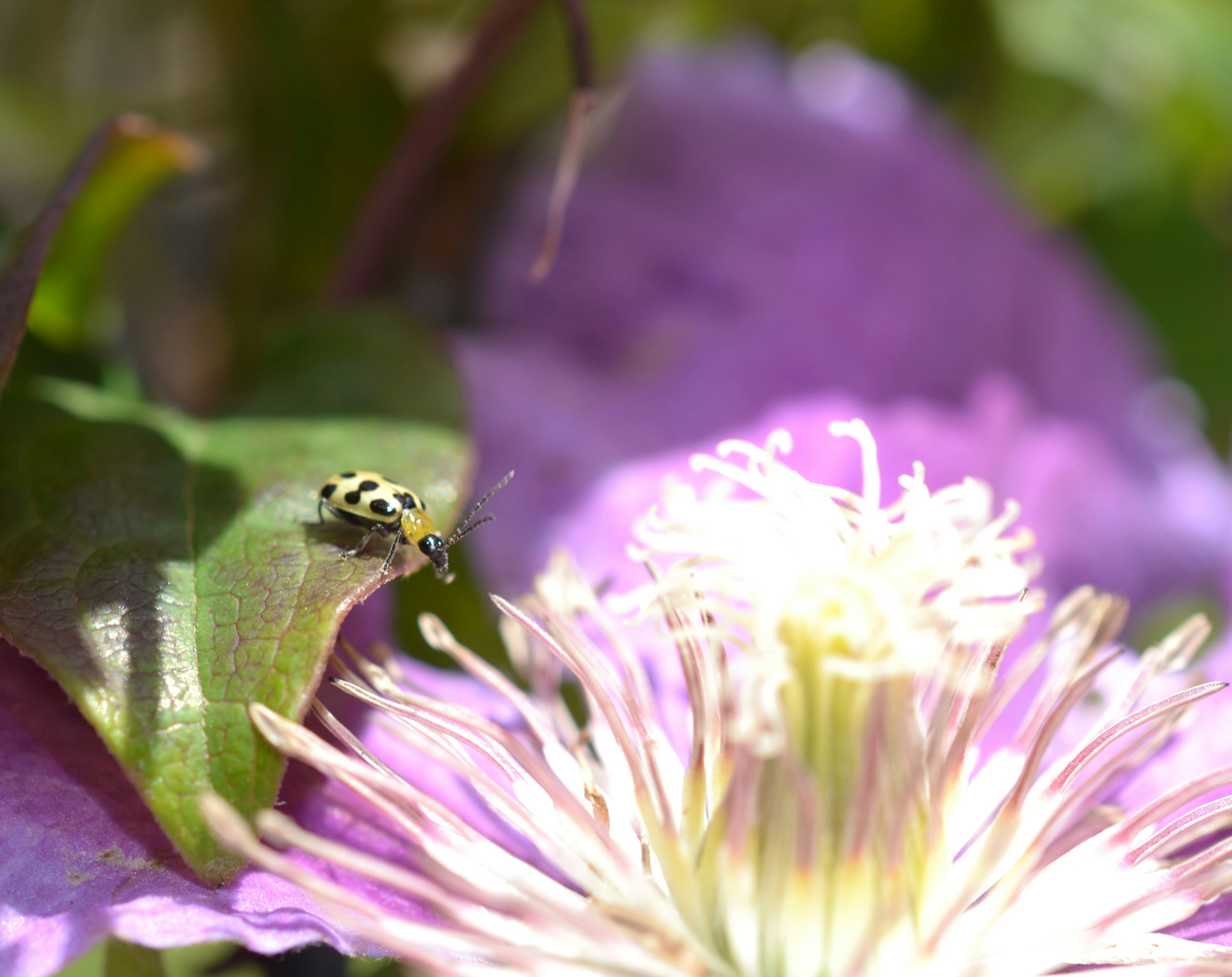 a lady bug sitting on top of a purple flower