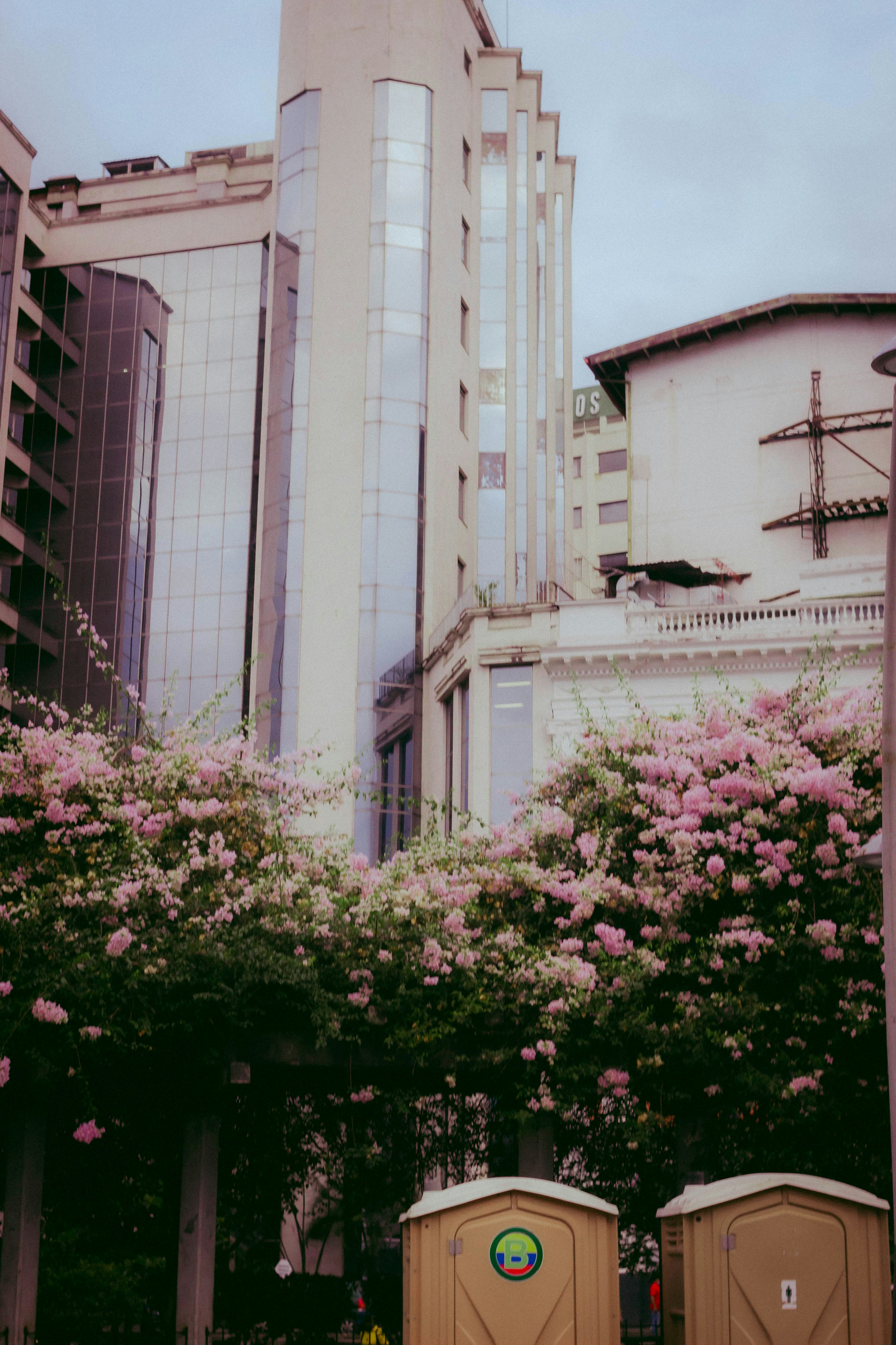 Vibrant pink flowers frame a modern urban landscape, highlighting the contrast between nature and contemporary buildings. The scene captures the essence of urban life intertwined with natural beauty.