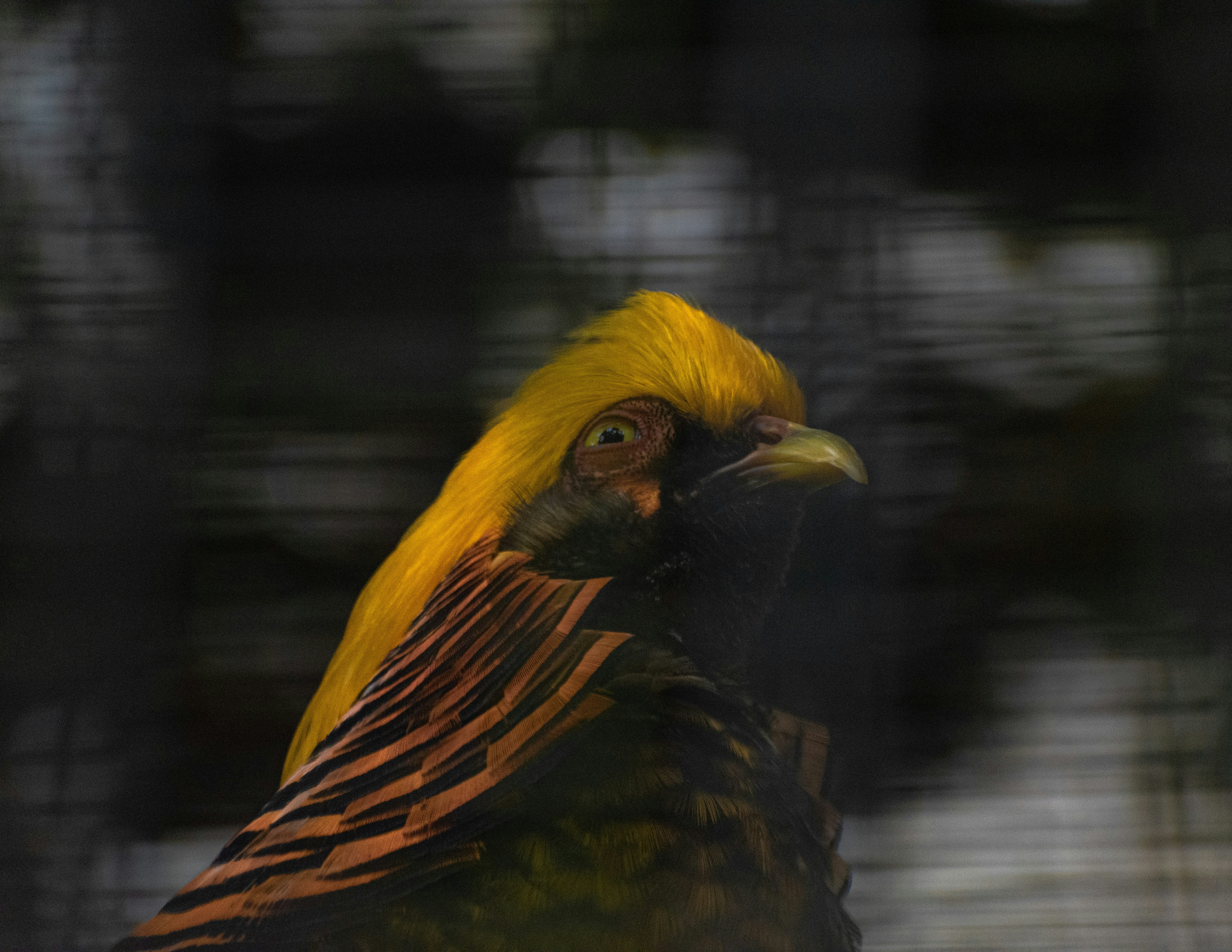 A close up of a bird with a blurry background photo – Free Animal Image ...
