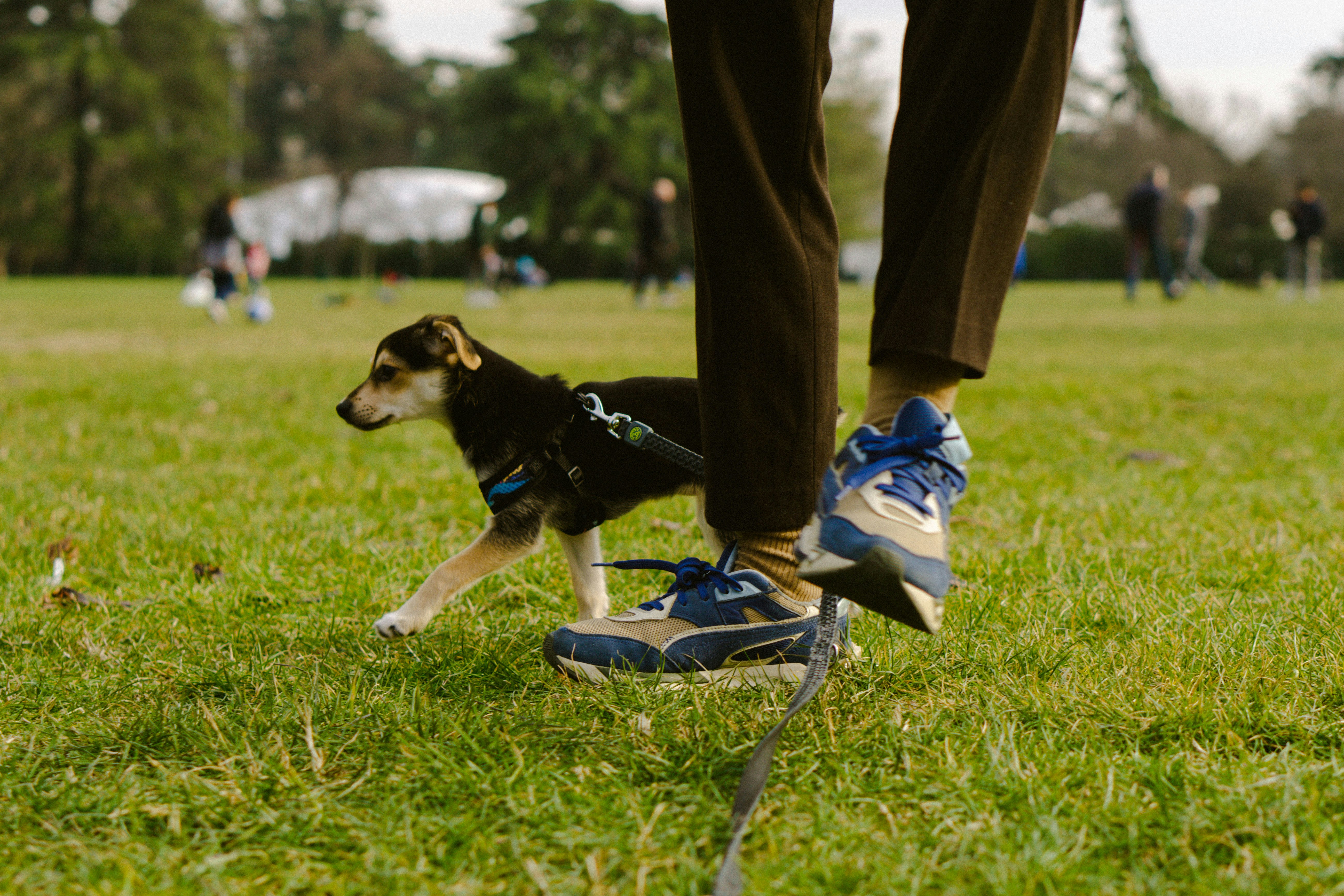 Leash-Led Drift: A Tiny Dog, Big Focus in the Park